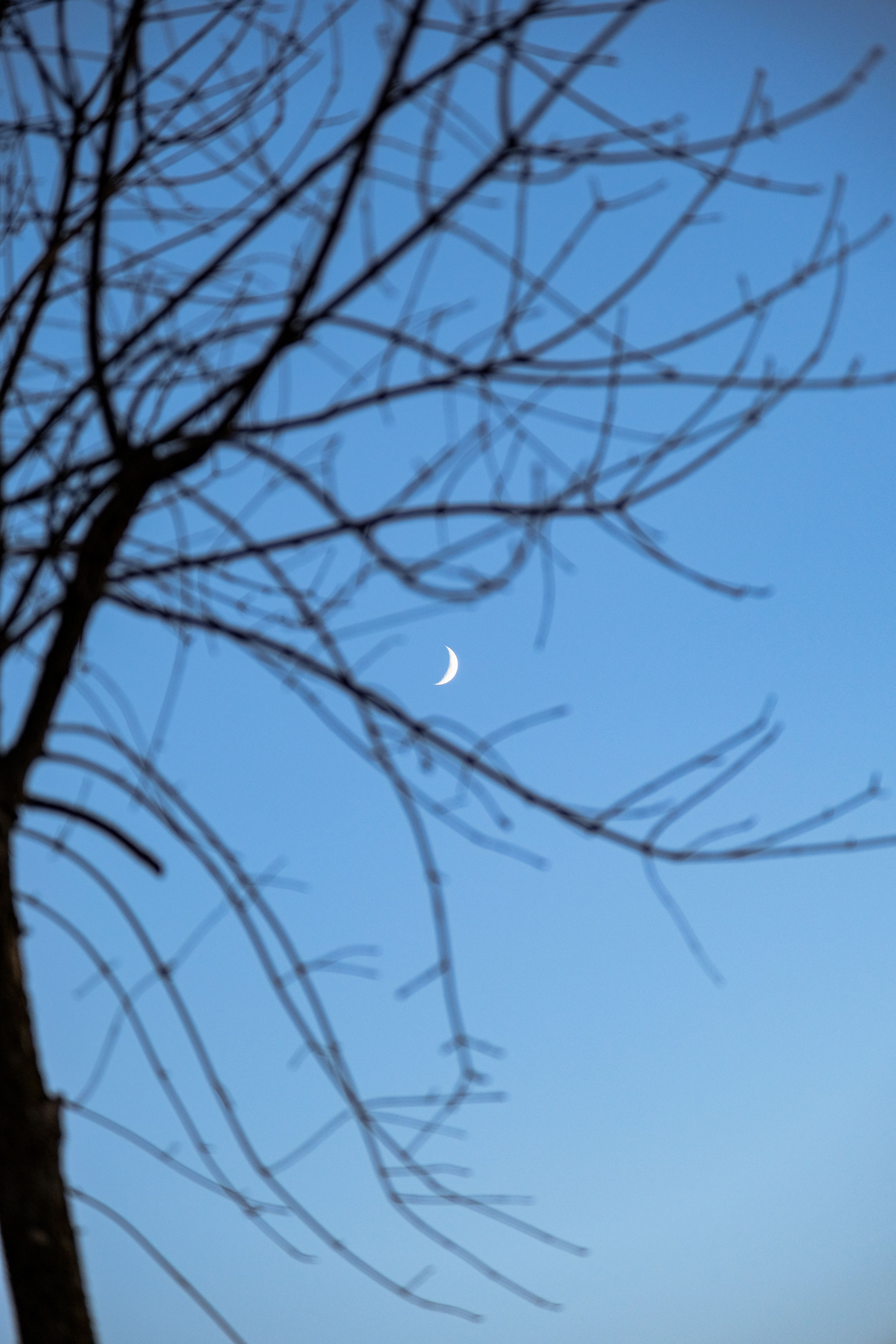 A crescent moon is seen through bare trees · Free Stock Photo