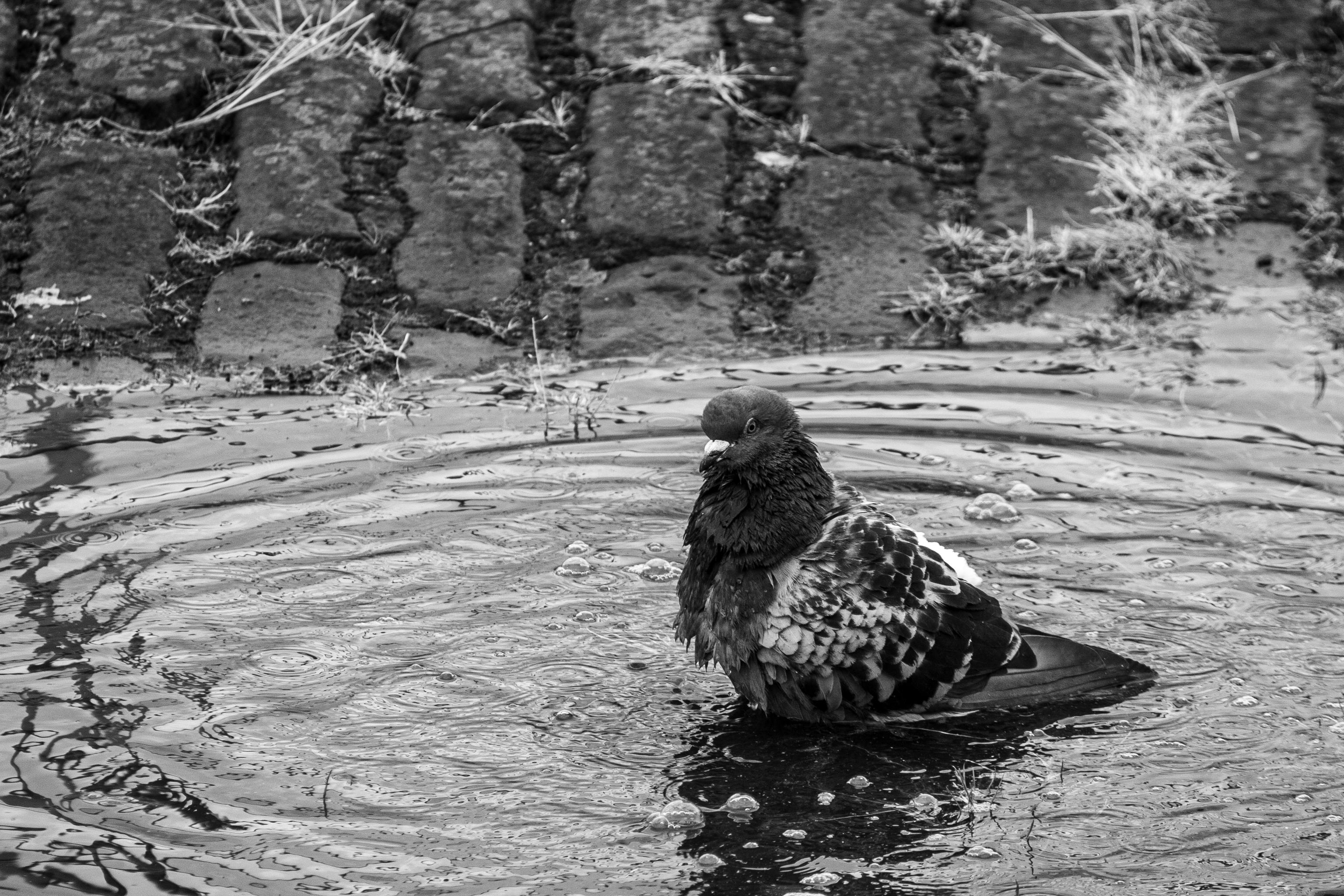 A black and white photo of a pigeon in the water · Free Stock Photo