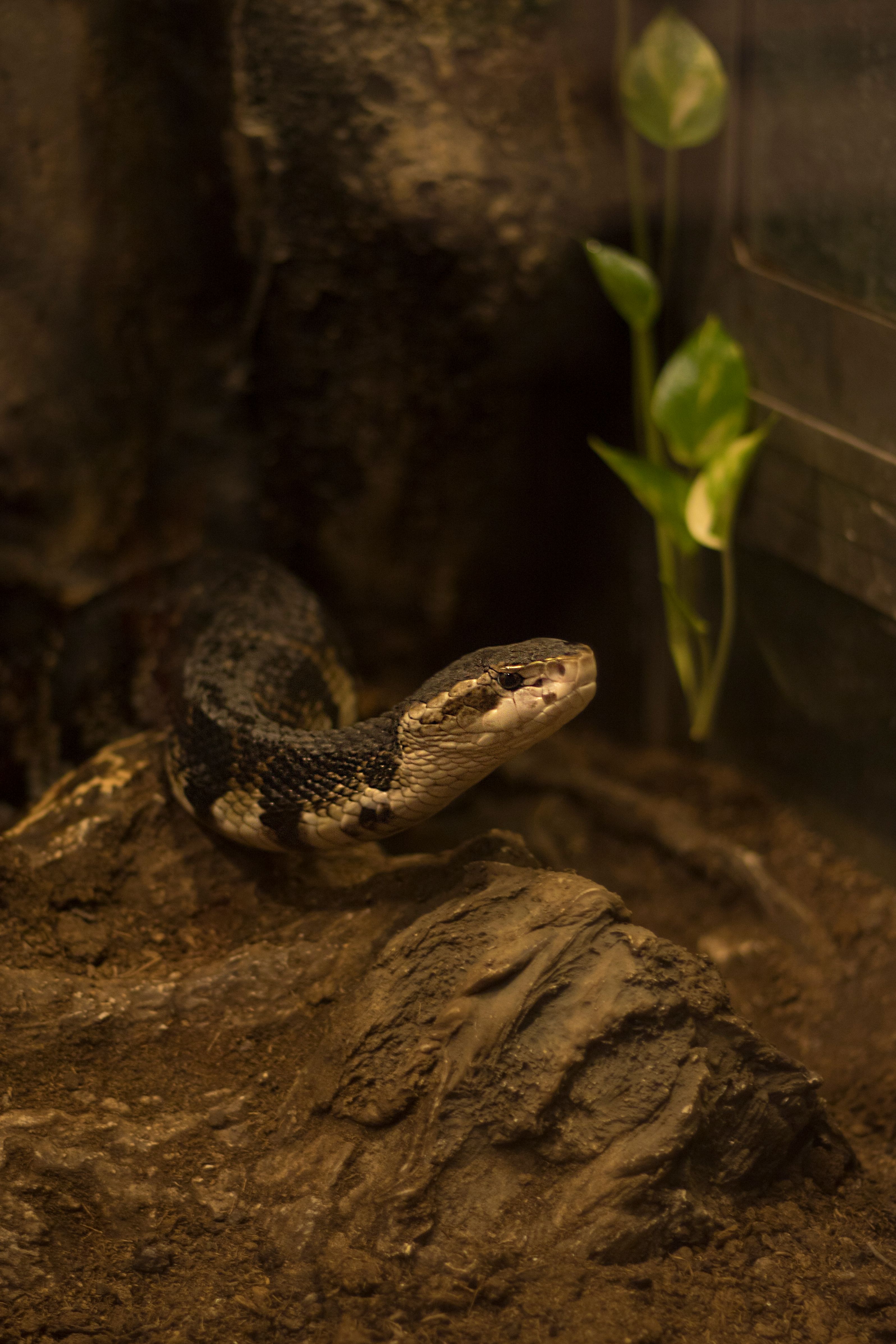 Snake In Terrarium Photos, Download The BEST Free Snake In Terrarium ...