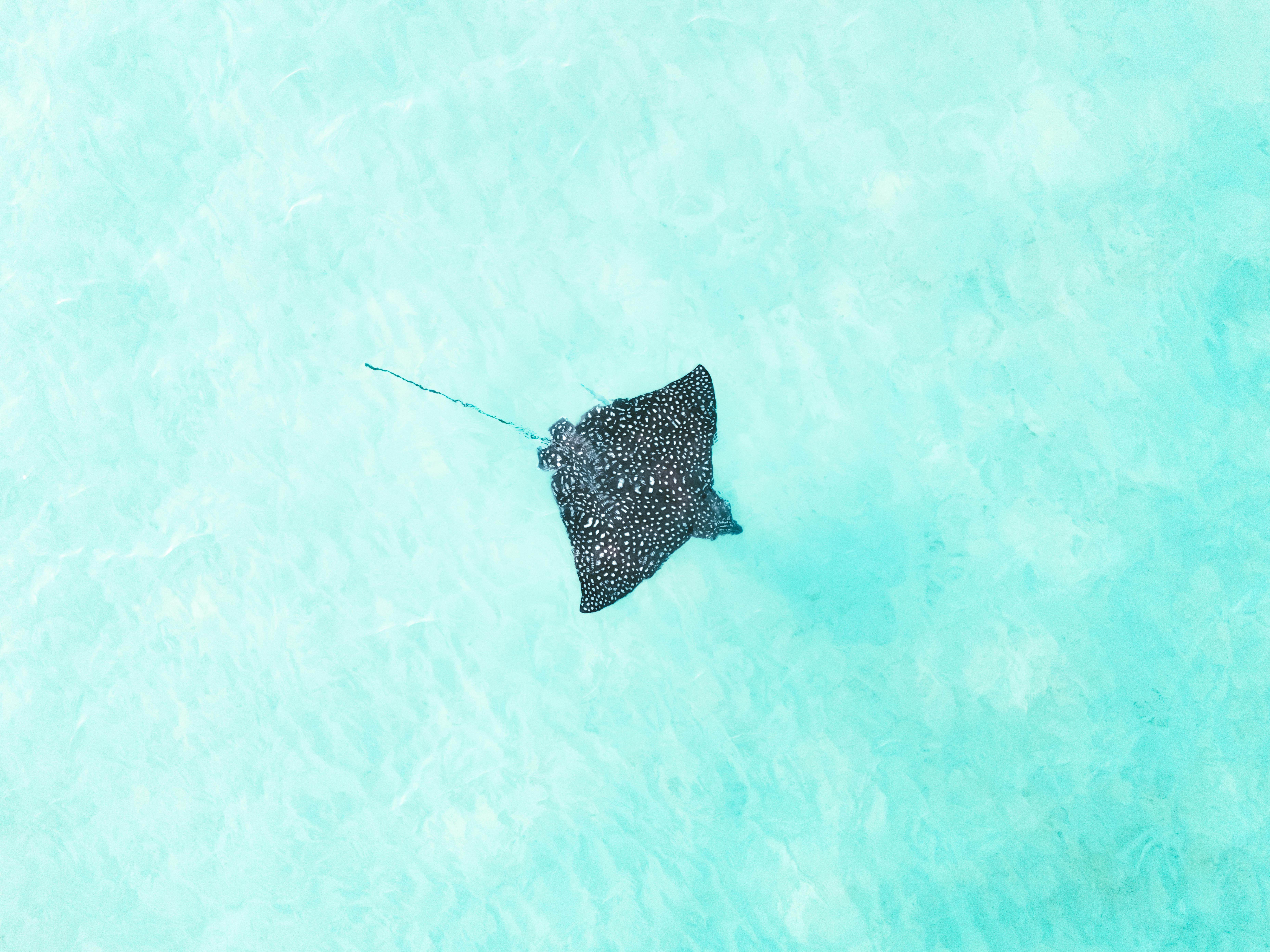 Photo of a Ray Fish · Free Stock Photo