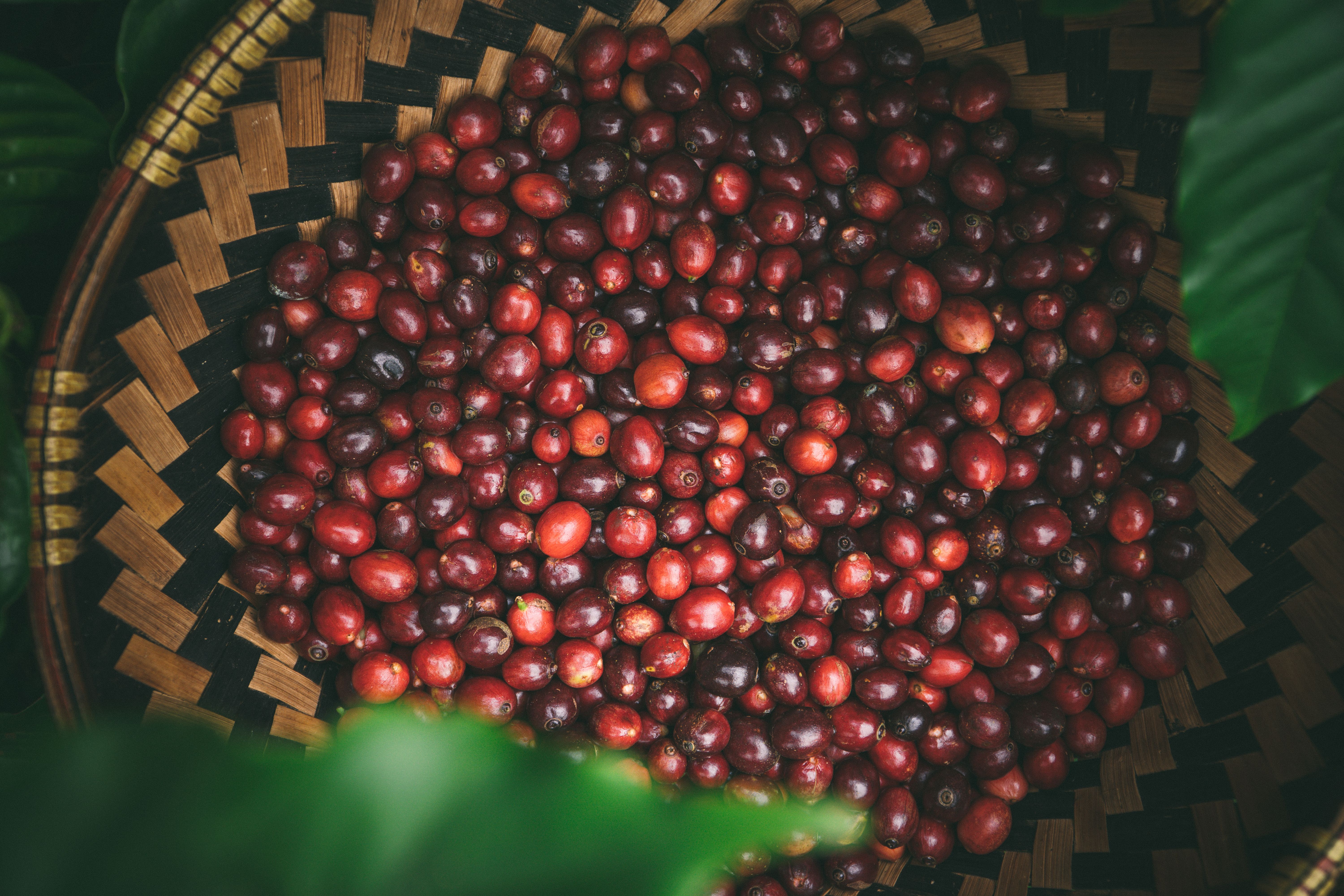 AYA - Myanmar Café | Timeless Coffee from Myanmar