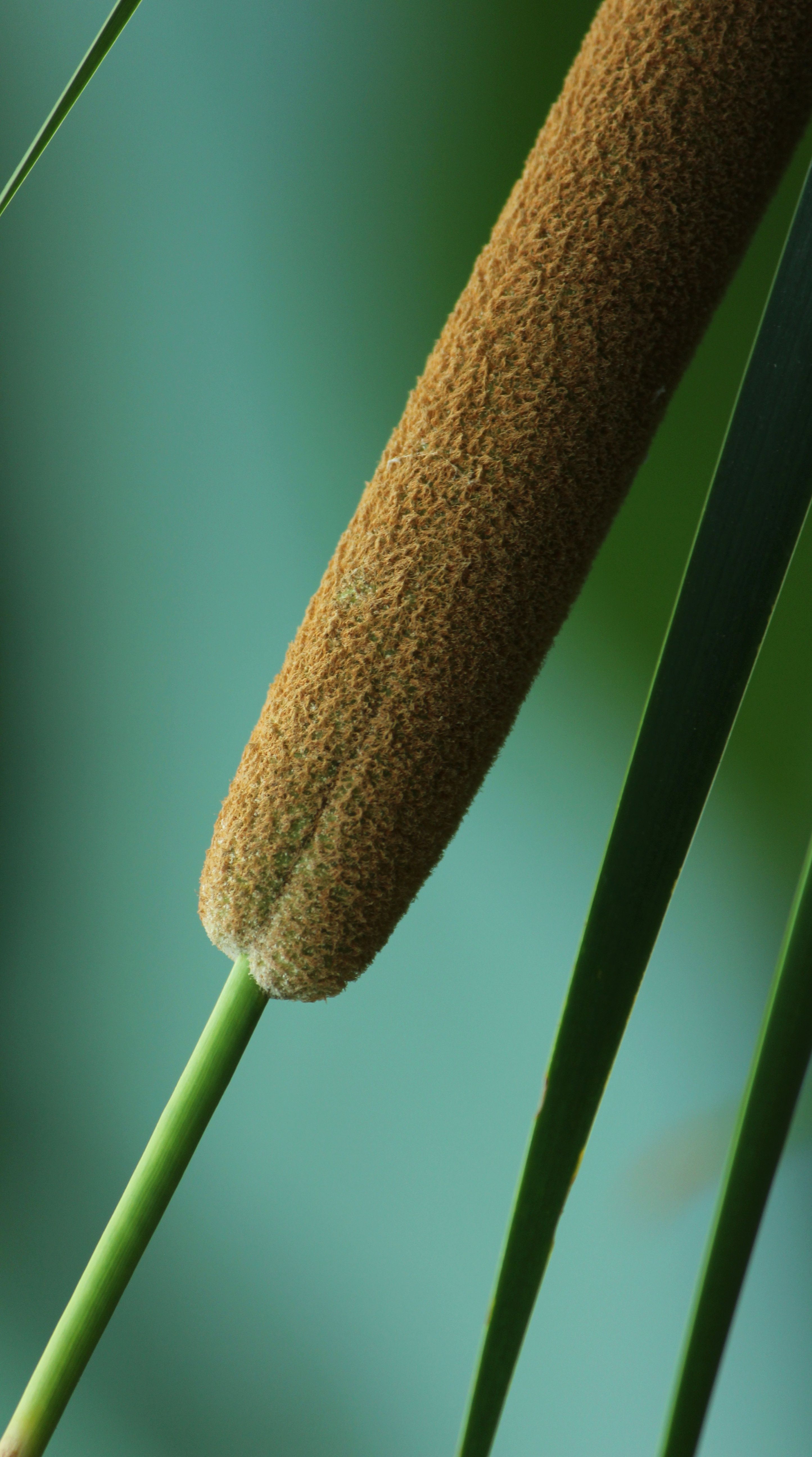 Swamp Botany Photos, Download The BEST Free Swamp Botany Stock Photos ...