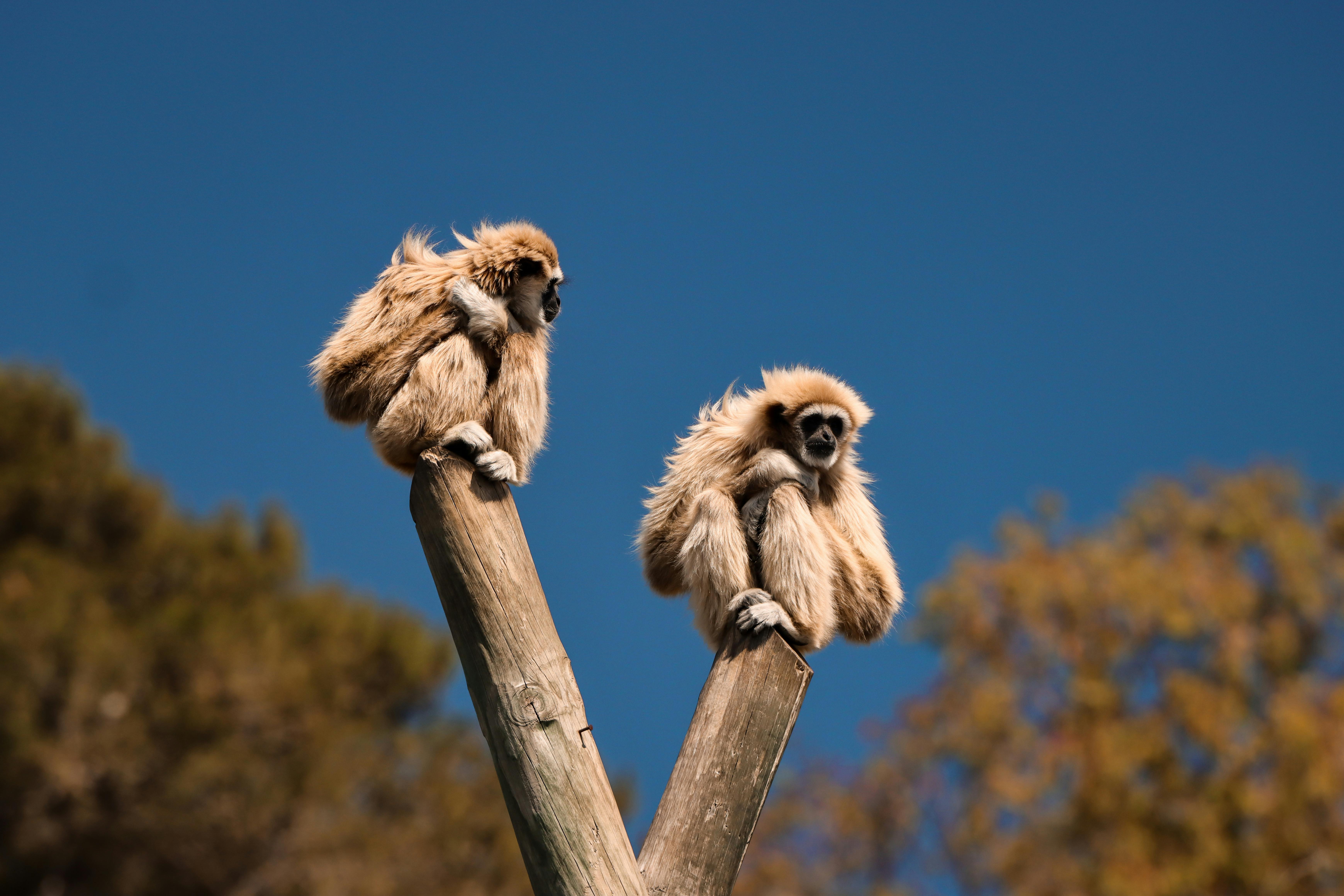 Monkey · Free Stock Photo