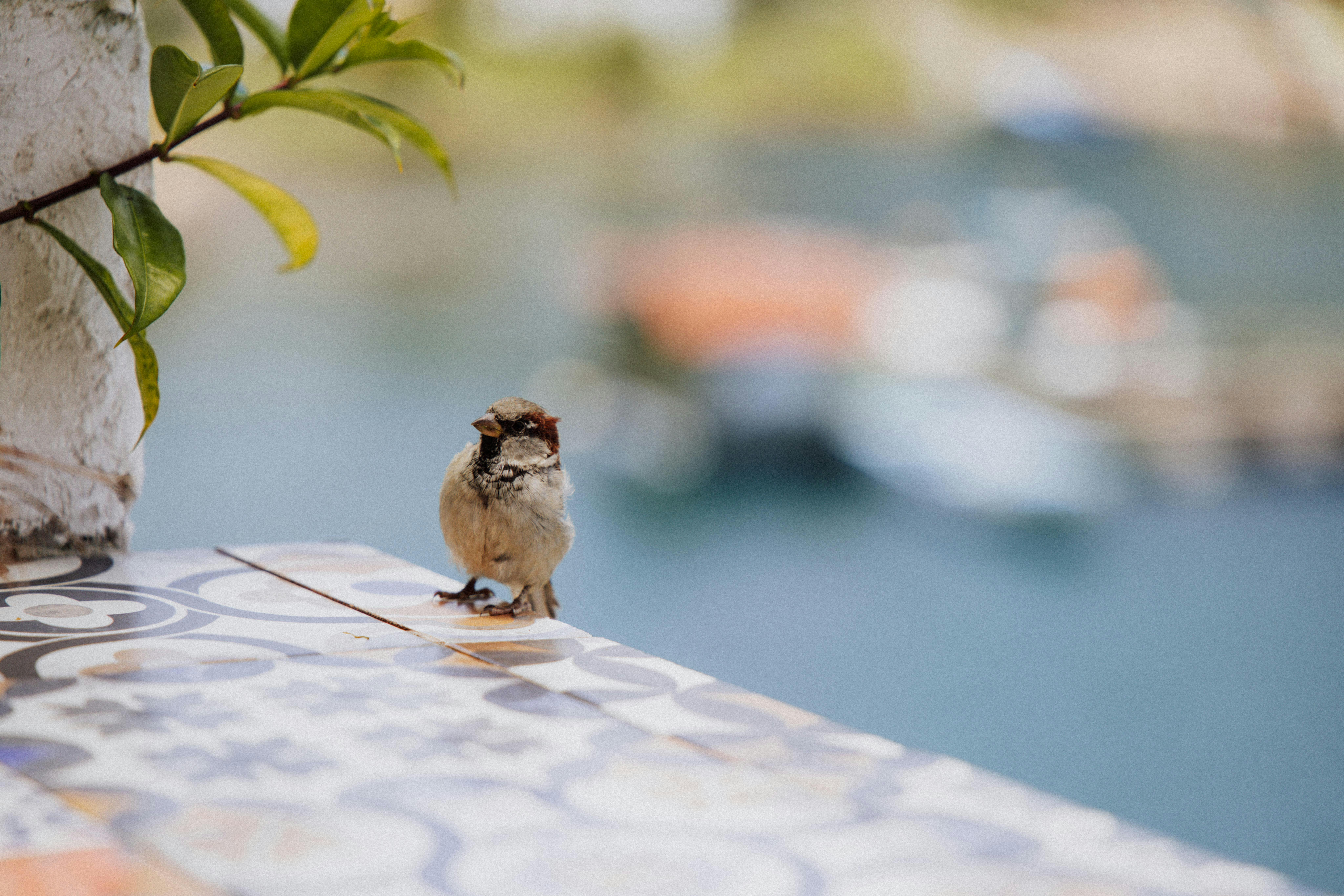 Close-Up Photo of Sparrow · Free Stock Photo