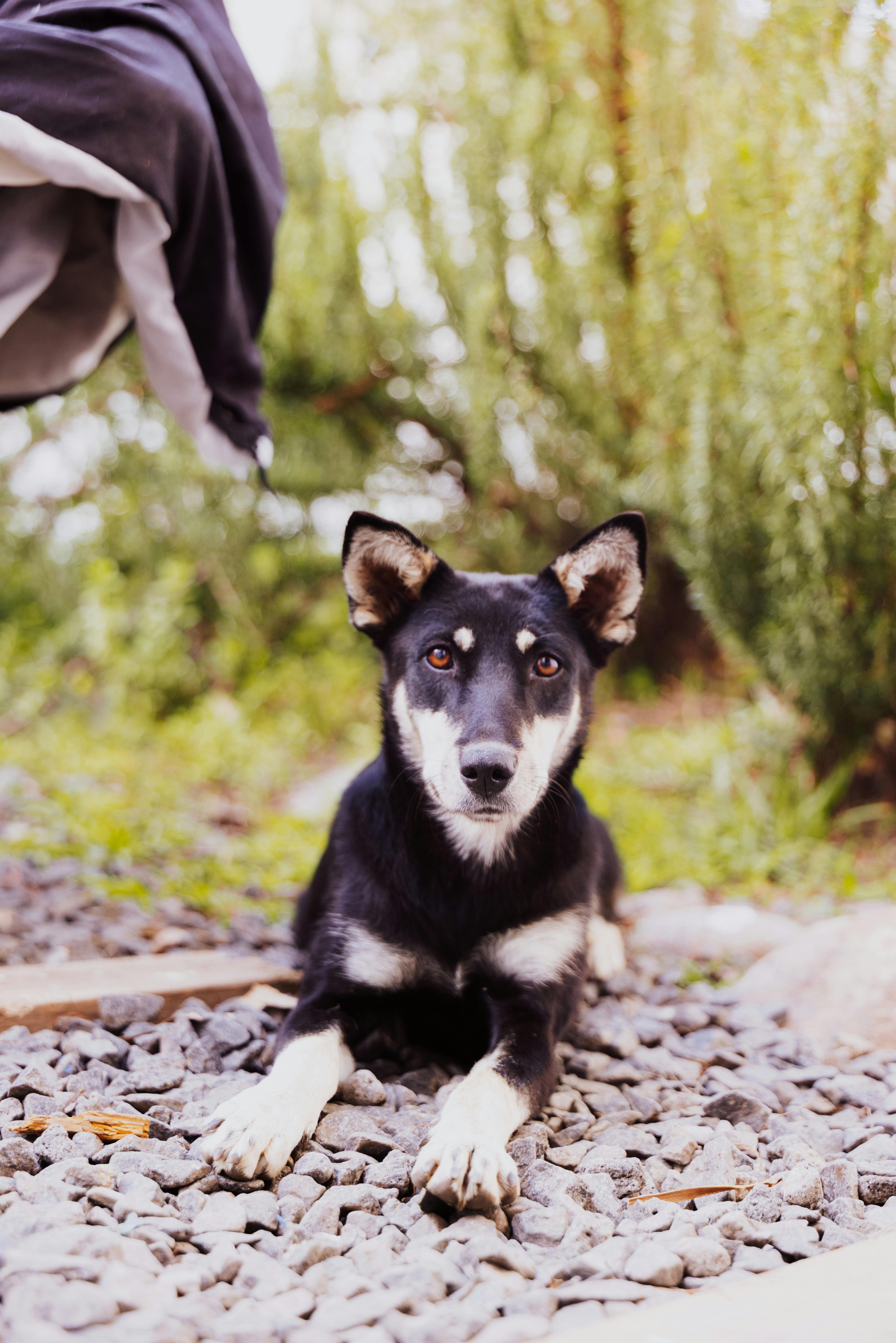 Photo of jonathan, a german shepherd dog in ketchikan, ak, usa · Free ...