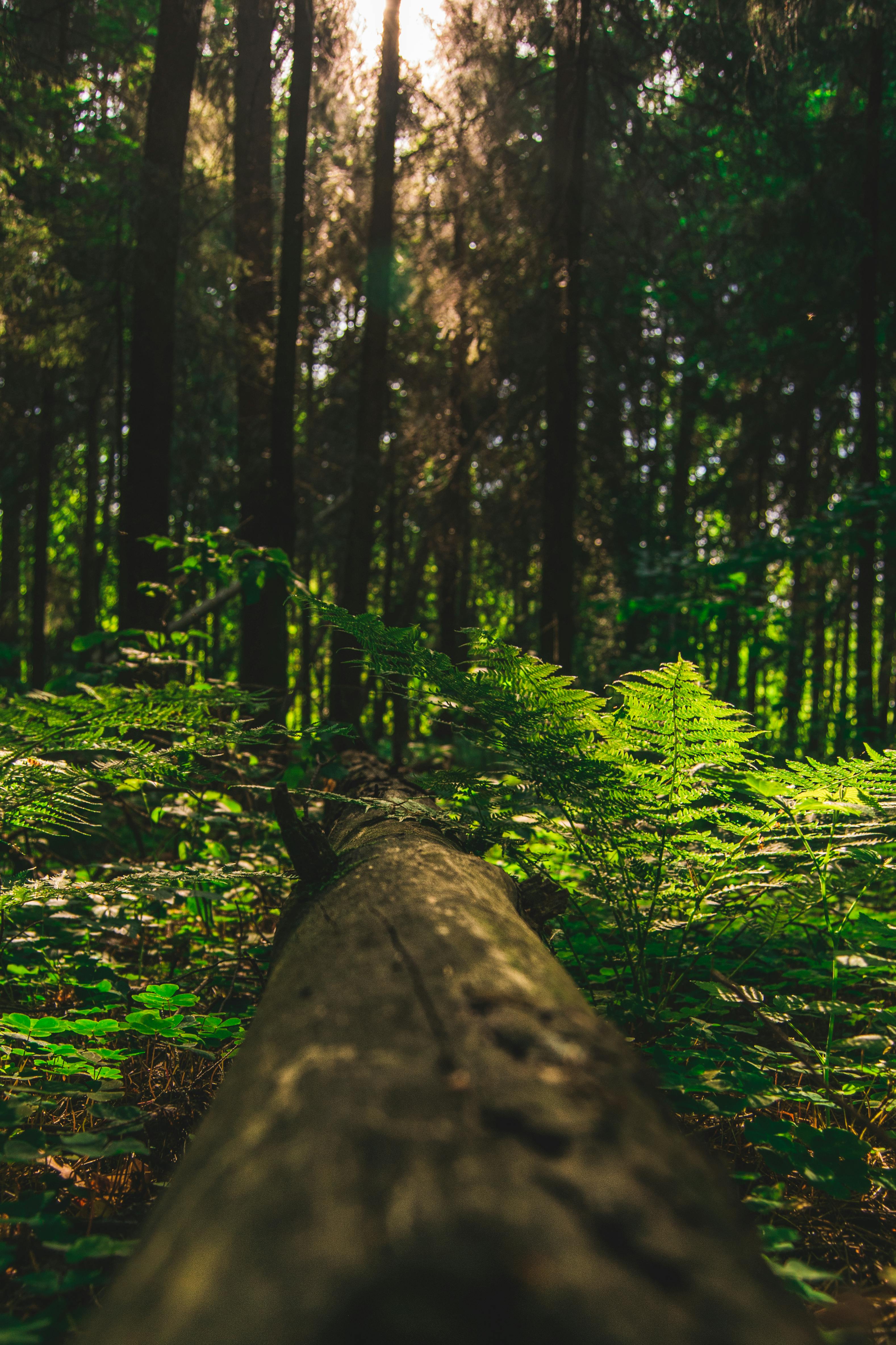 Photo of Forest During Daytime · Free Stock Photo