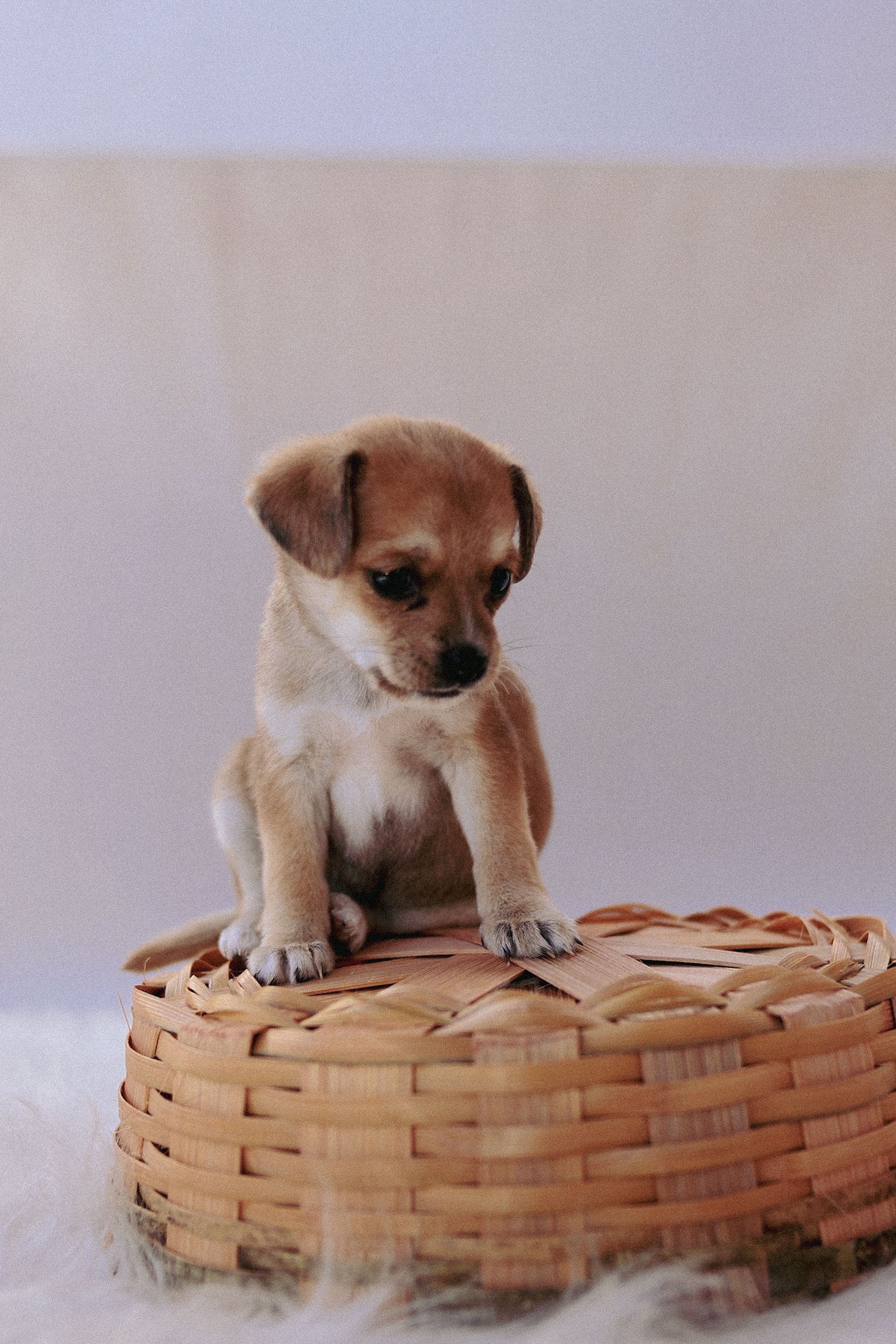 Pet · Free Stock Photo
