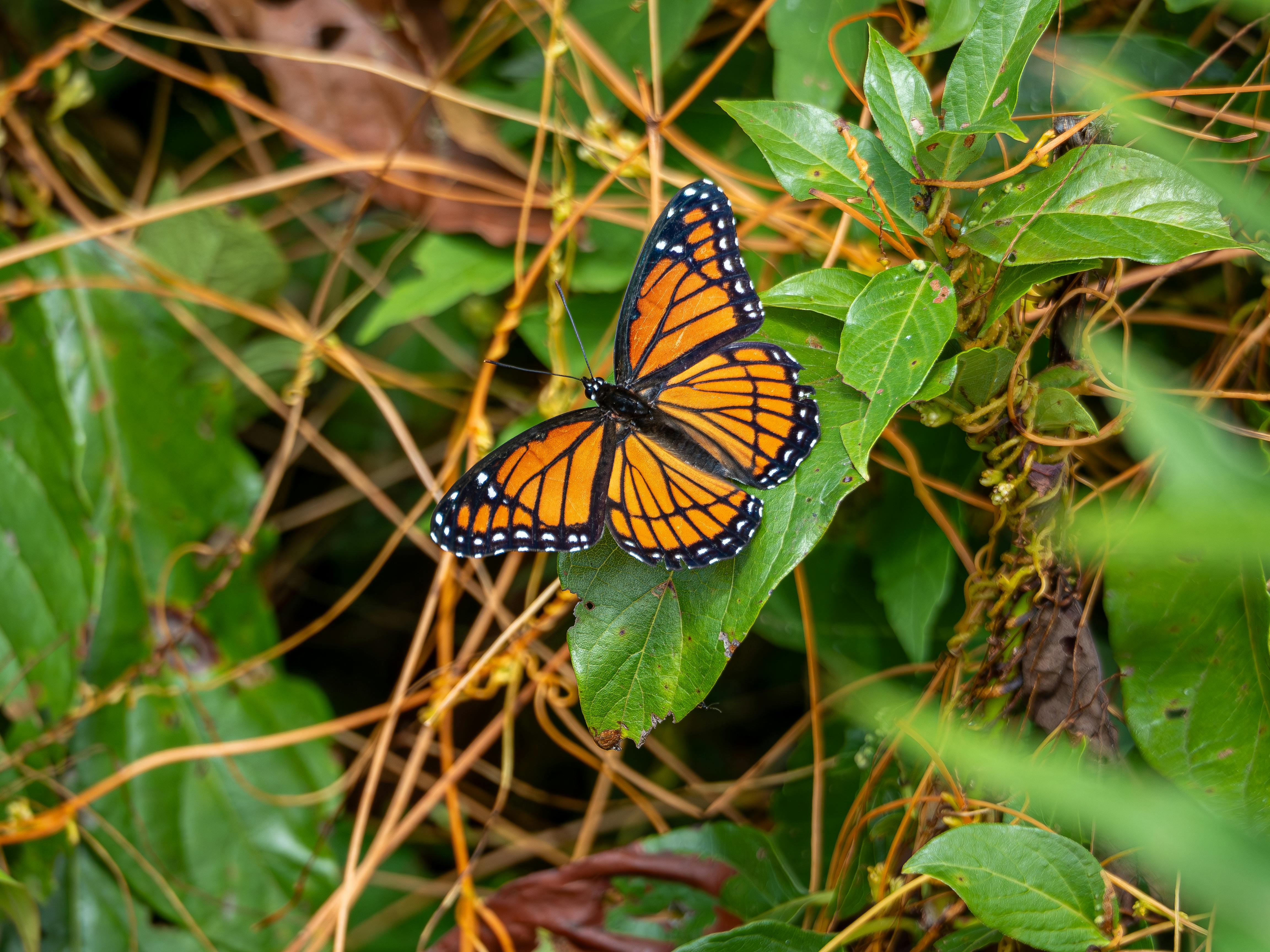 Vibrant Monarch Butterfly in Natural Habitat · Free Stock Photo