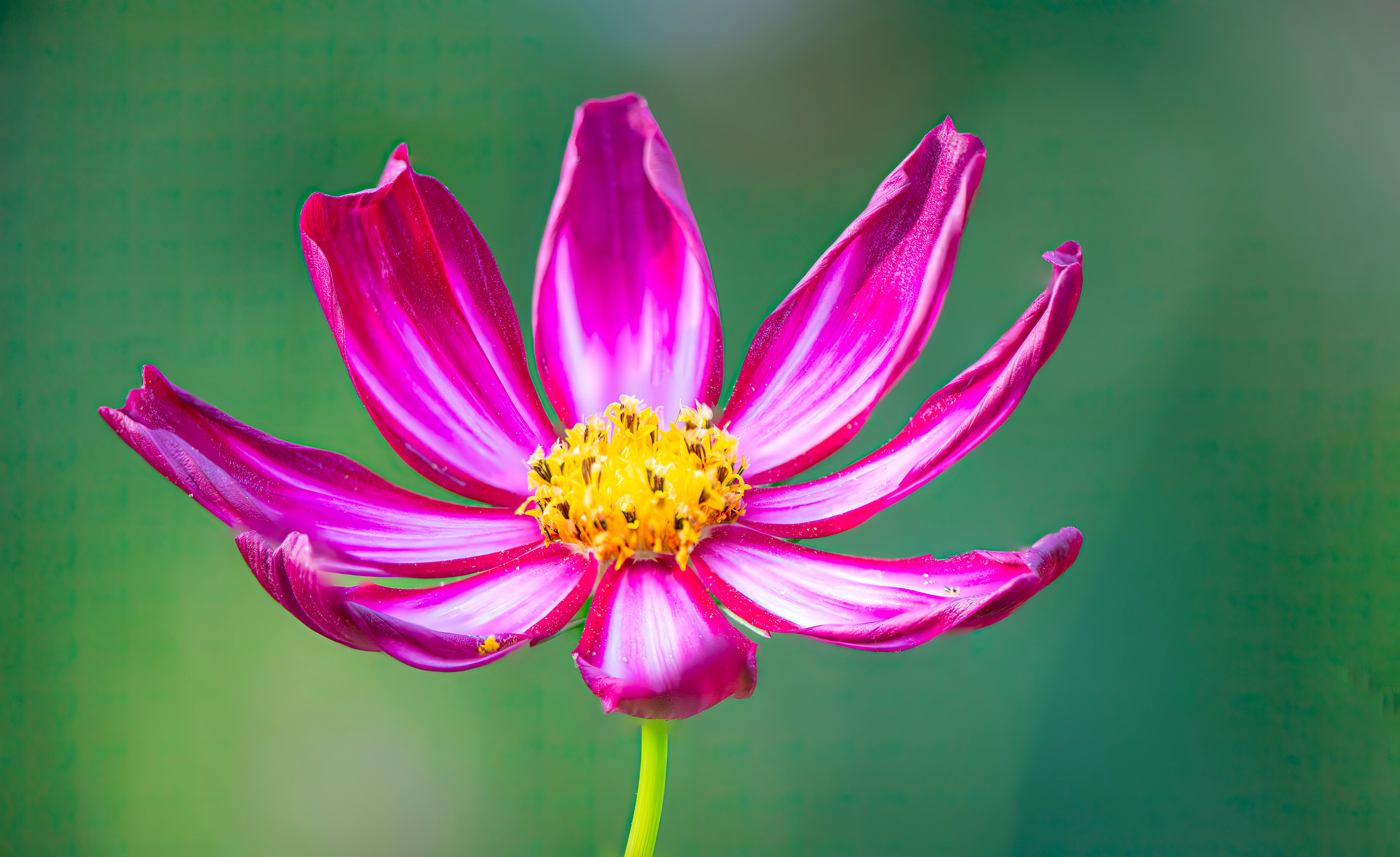 cosmo · Free Stock Photo