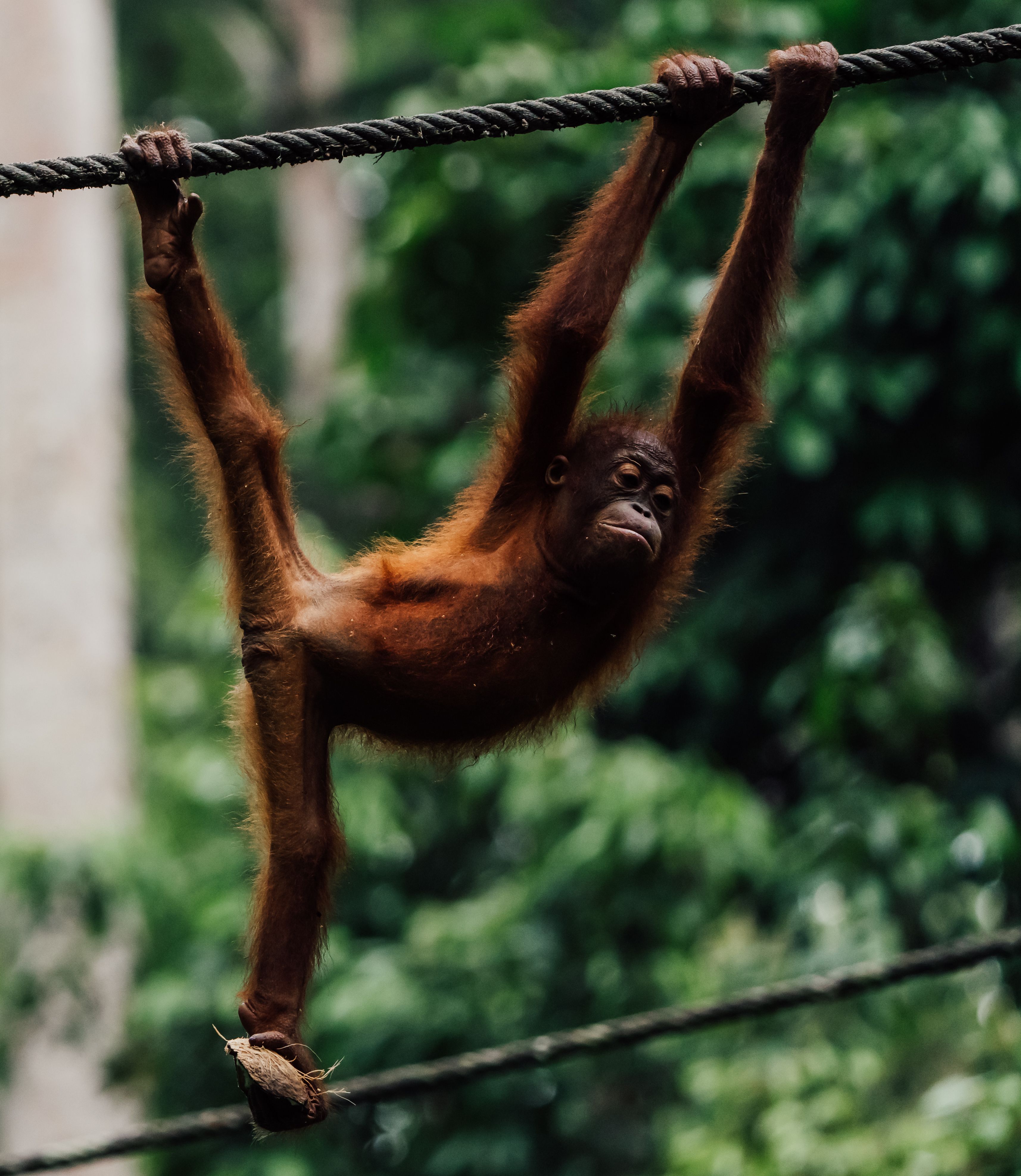 An oranguel hanging from a wire in the jungle · Free Stock Photo