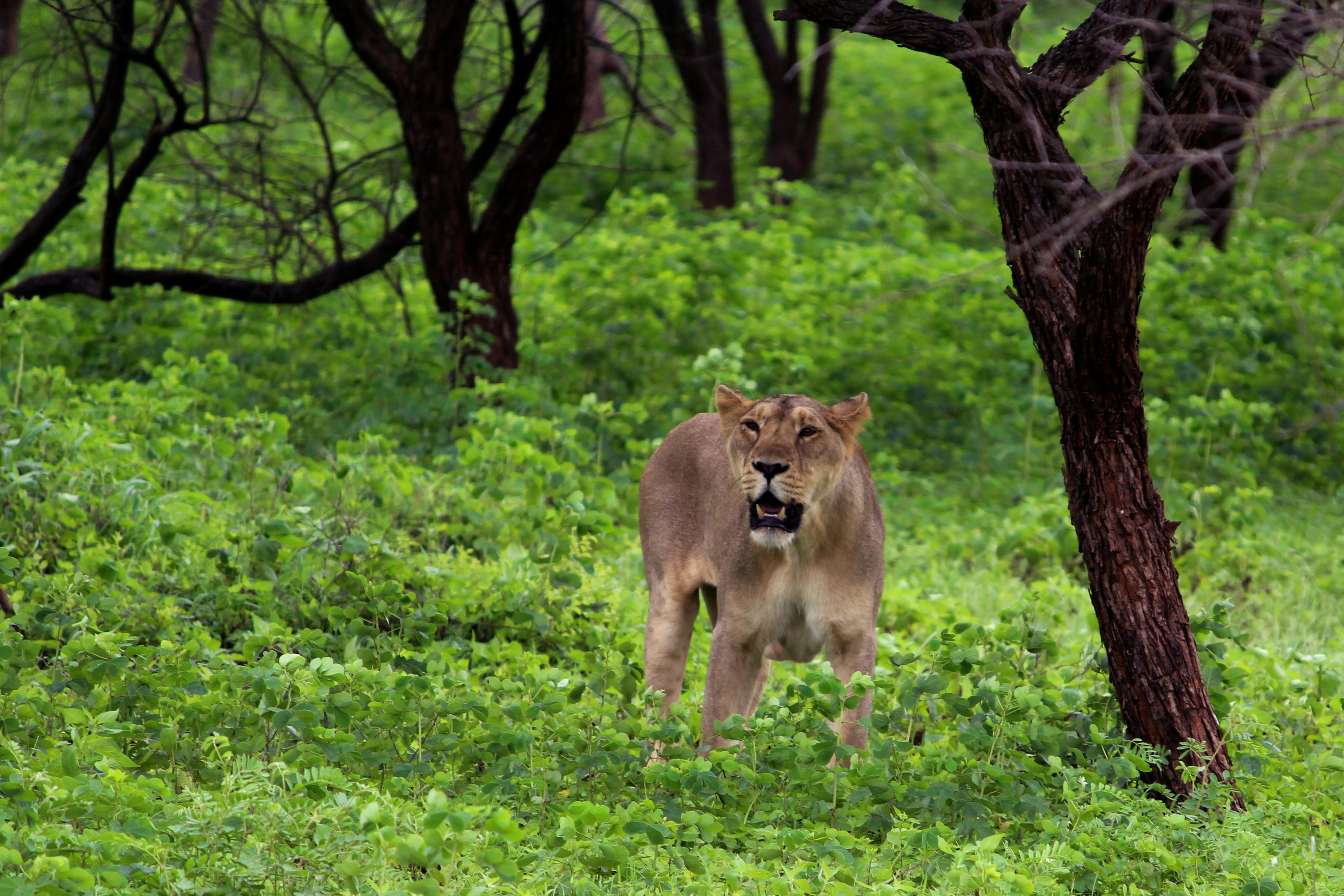 Ankit Patel - 摄影