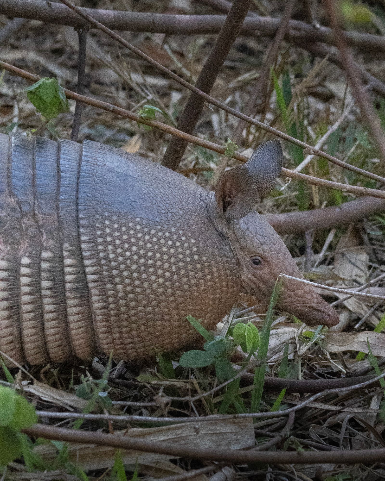 Armadillo Photos, Download The BEST Free Armadillo Stock Photos & HD Images