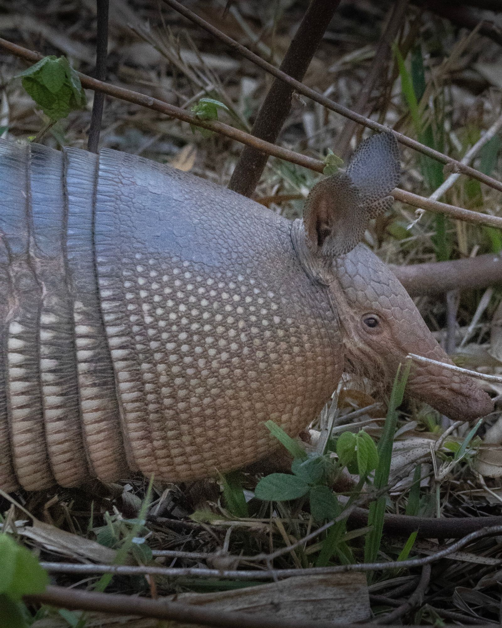 Armadillo Photos, Download The BEST Free Armadillo Stock Photos & HD Images