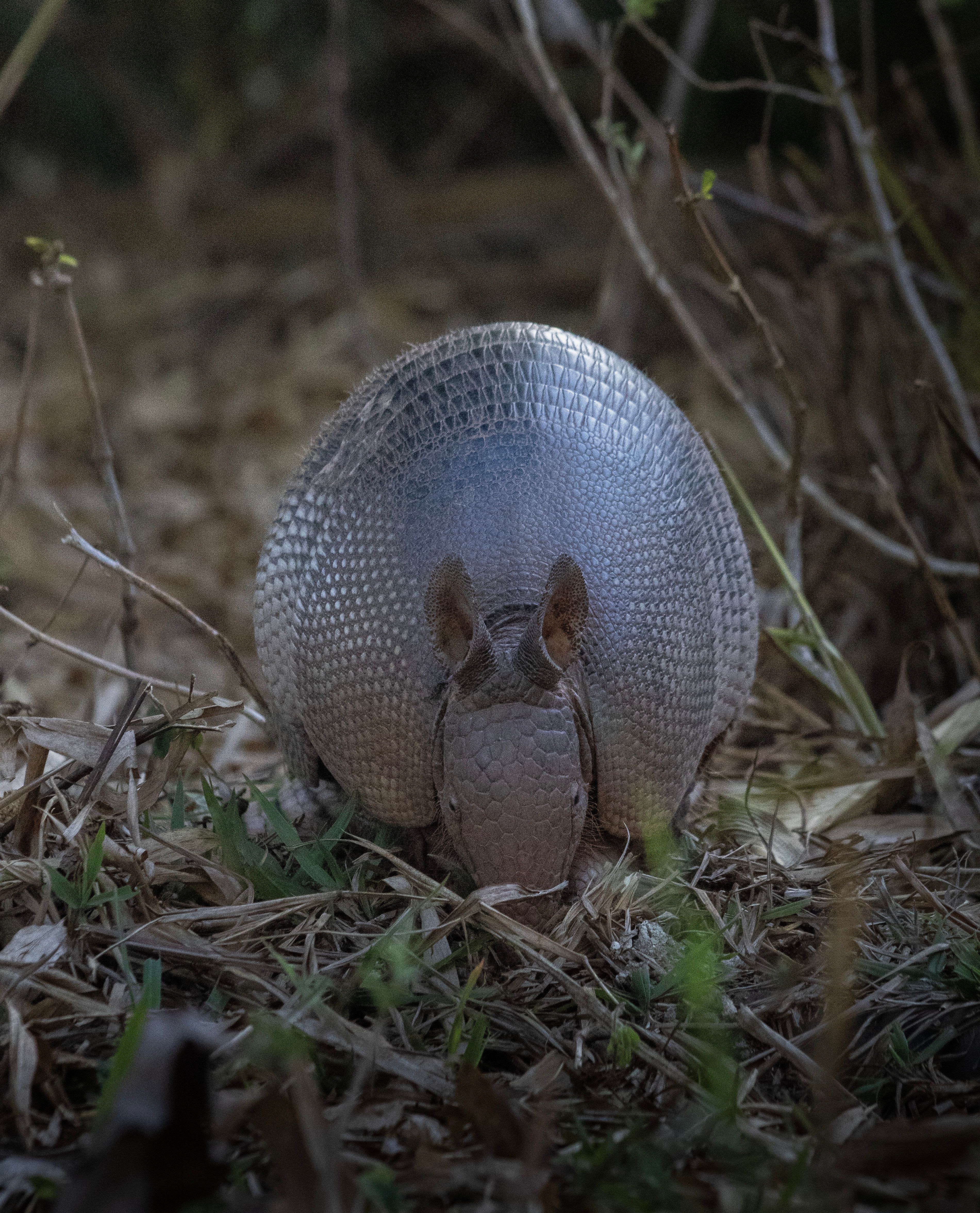 Armadillo in the wild · Free Stock Photo