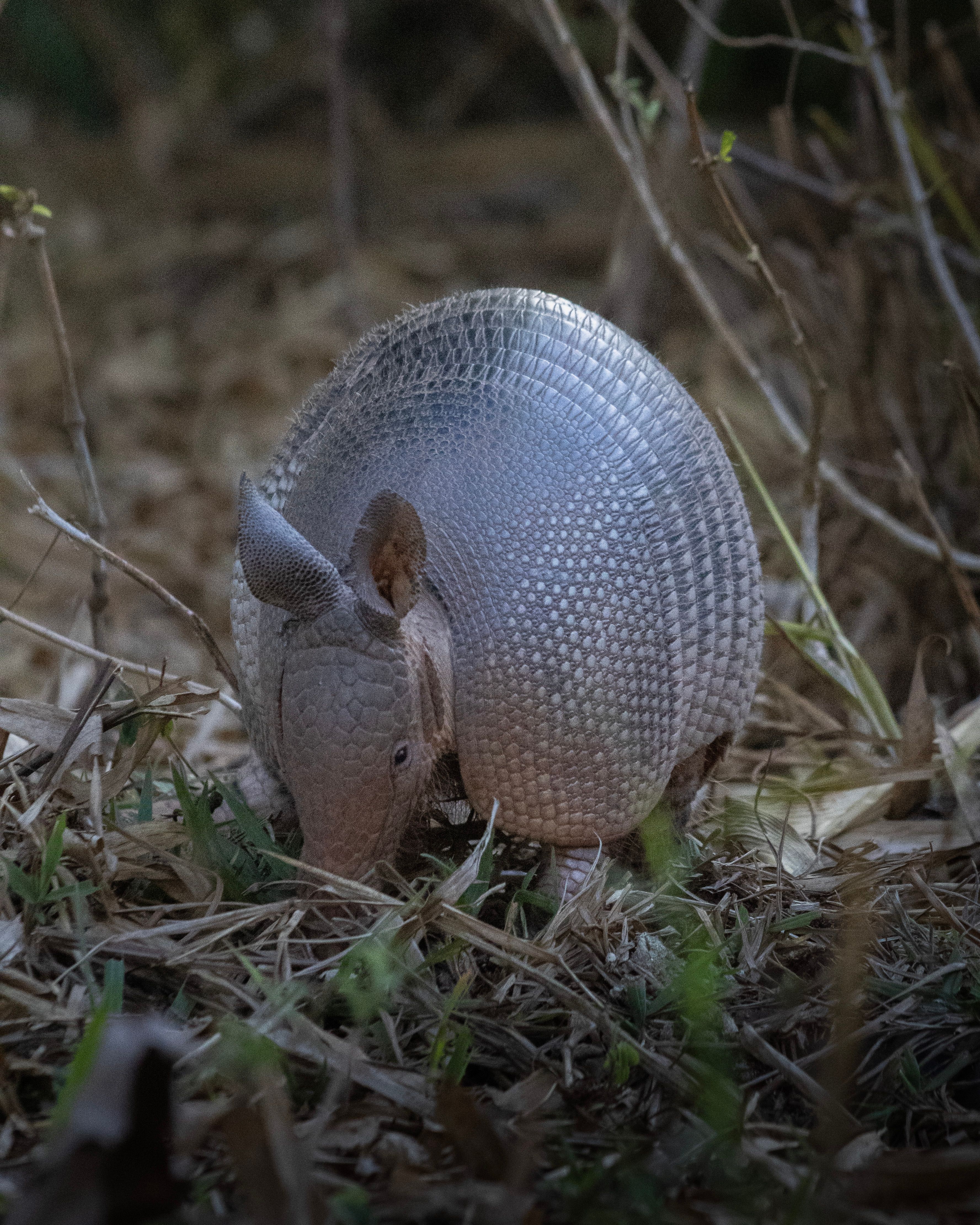 Armadillo Photos, Download The BEST Free Armadillo Stock Photos & HD Images