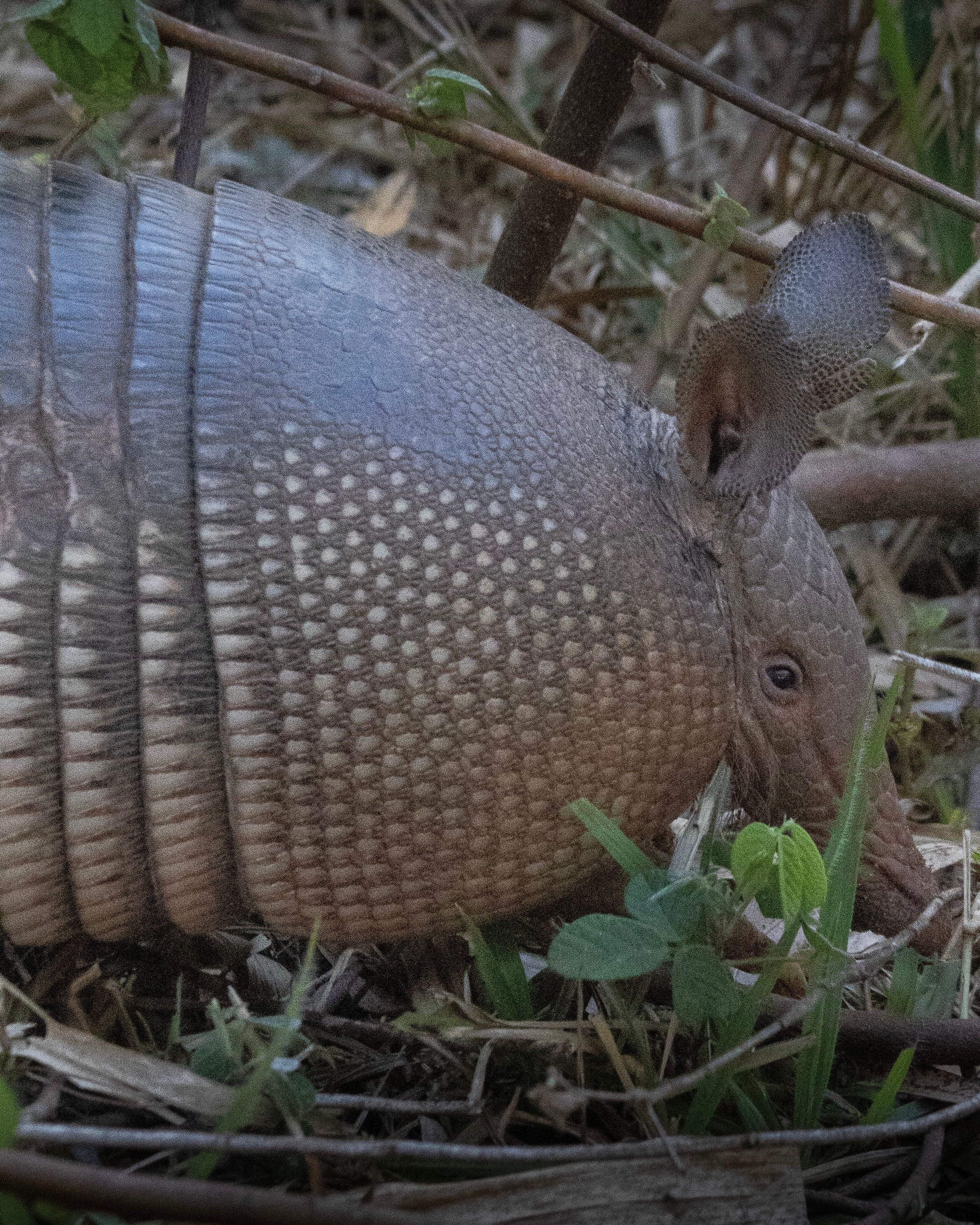 Armadillo in the wild · Free Stock Photo