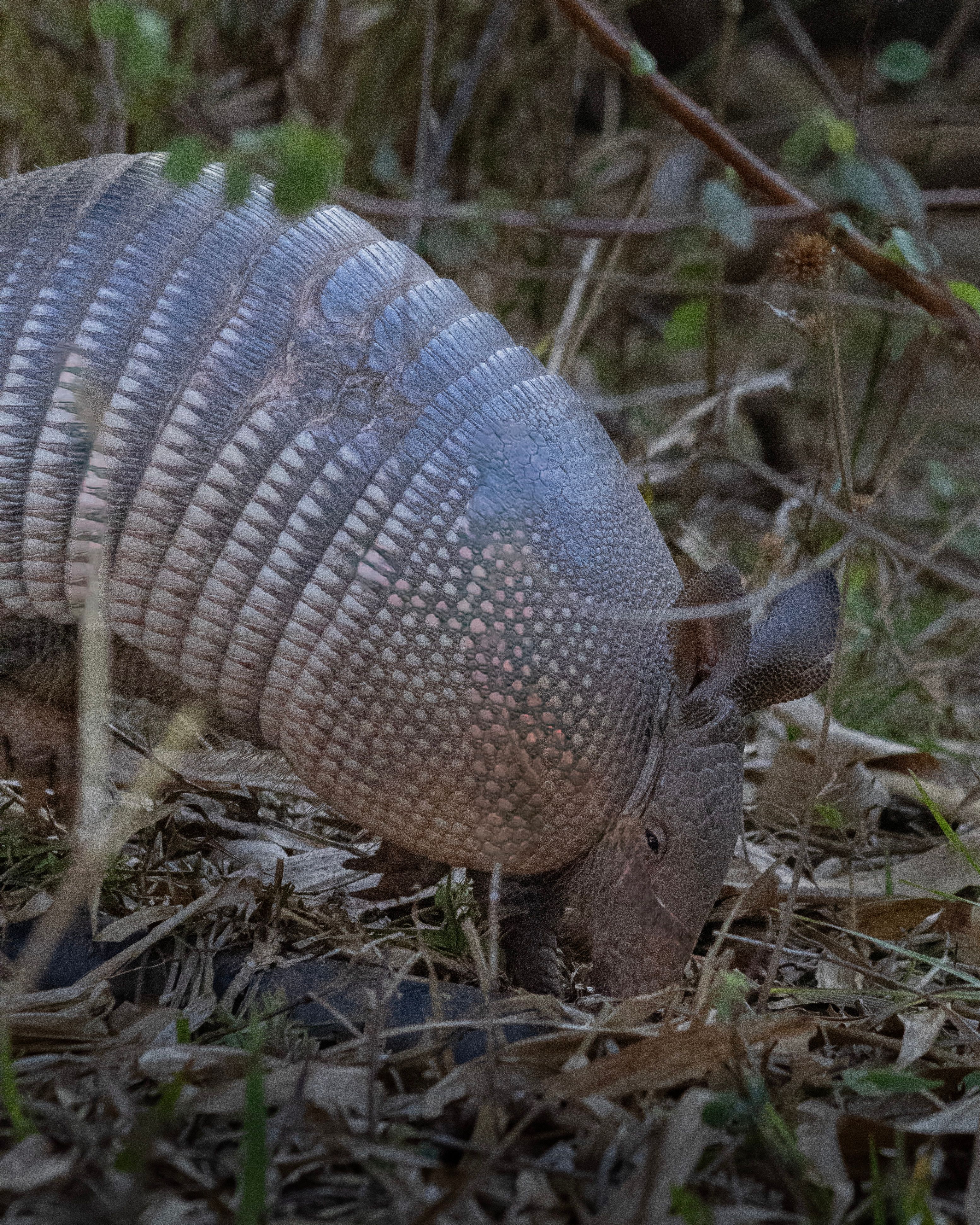 Armadillo Photos, Download The BEST Free Armadillo Stock Photos & HD Images