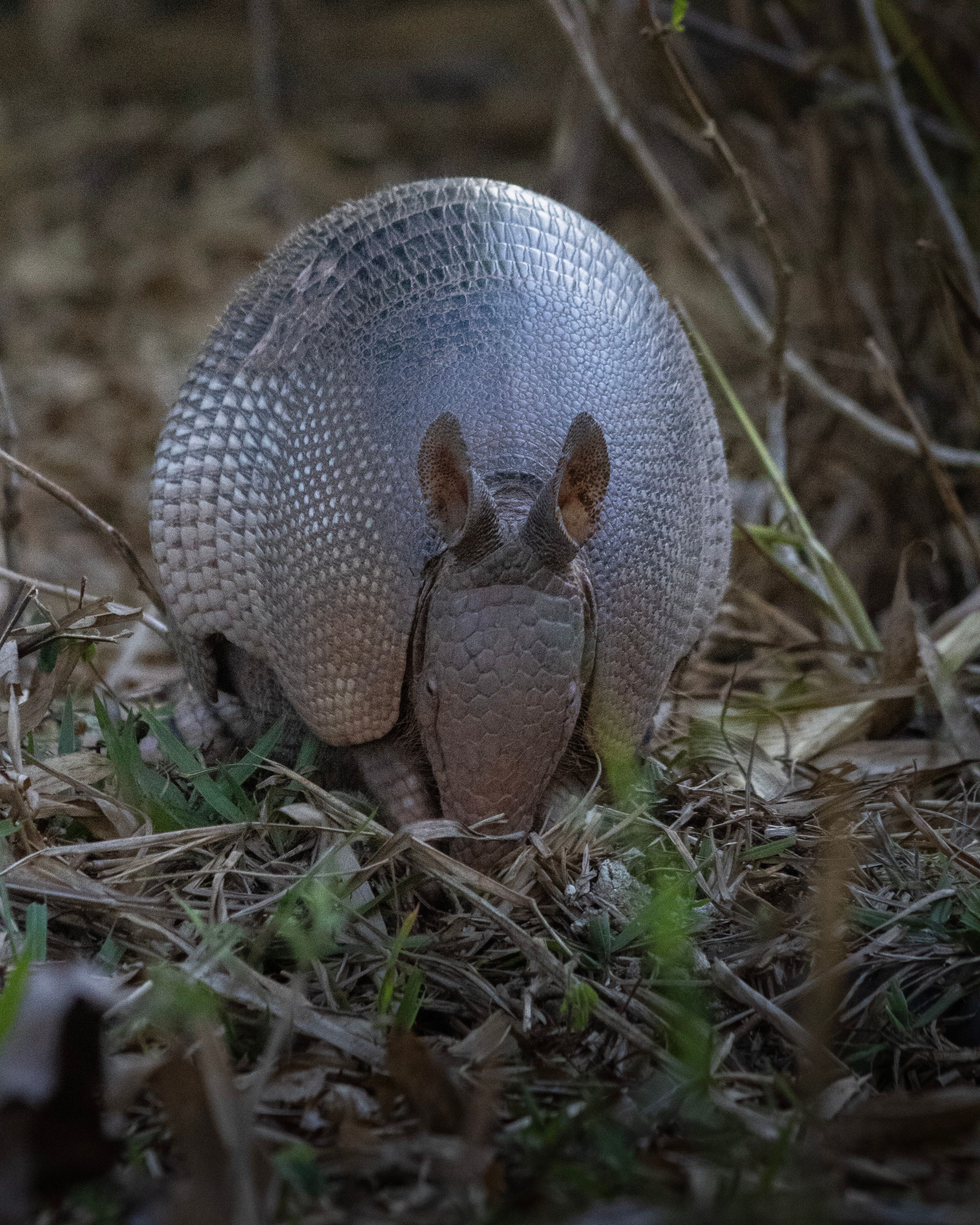 Armadillo in the wild · Free Stock Photo