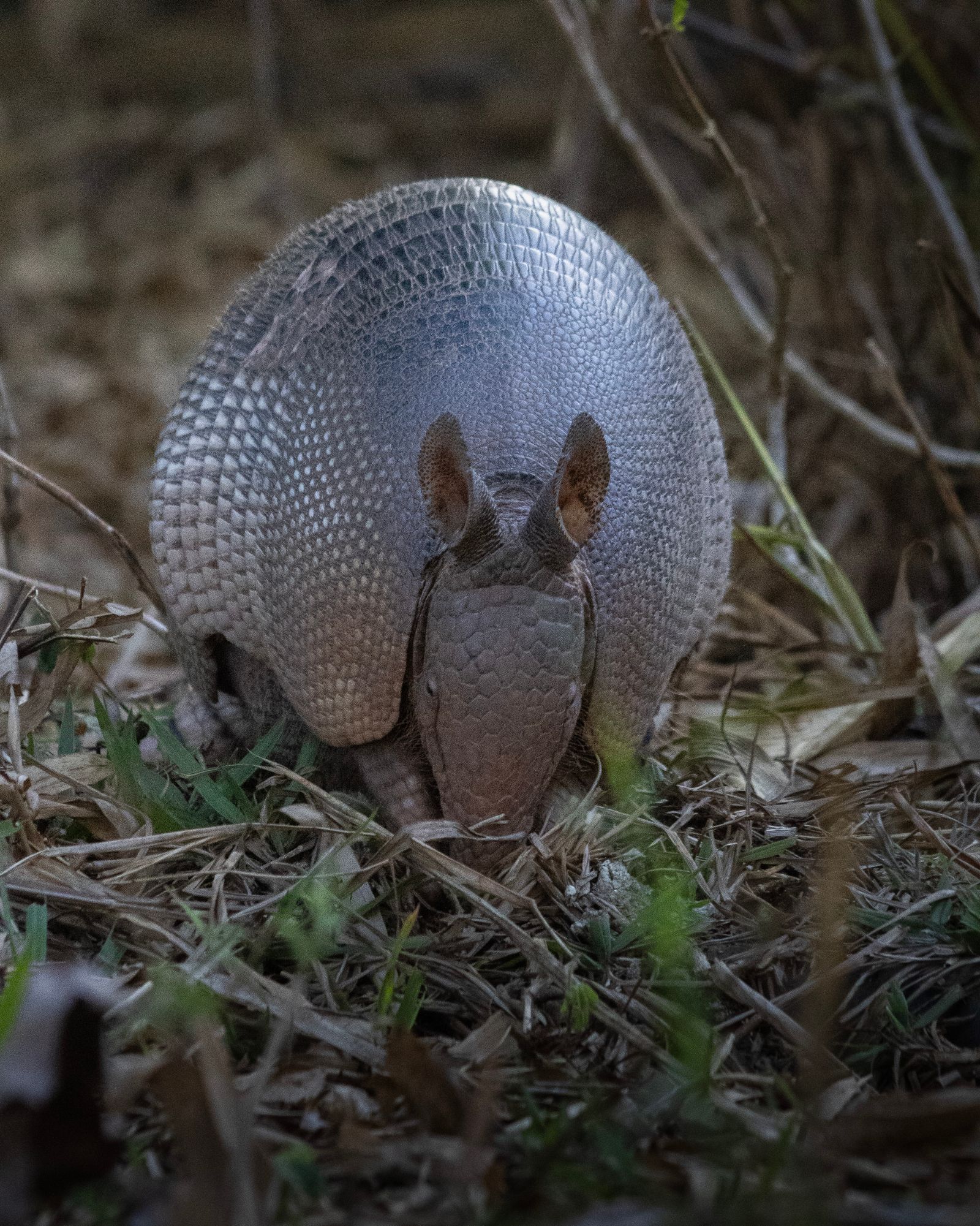 Armadillo Photos, Download The BEST Free Armadillo Stock Photos & HD Images