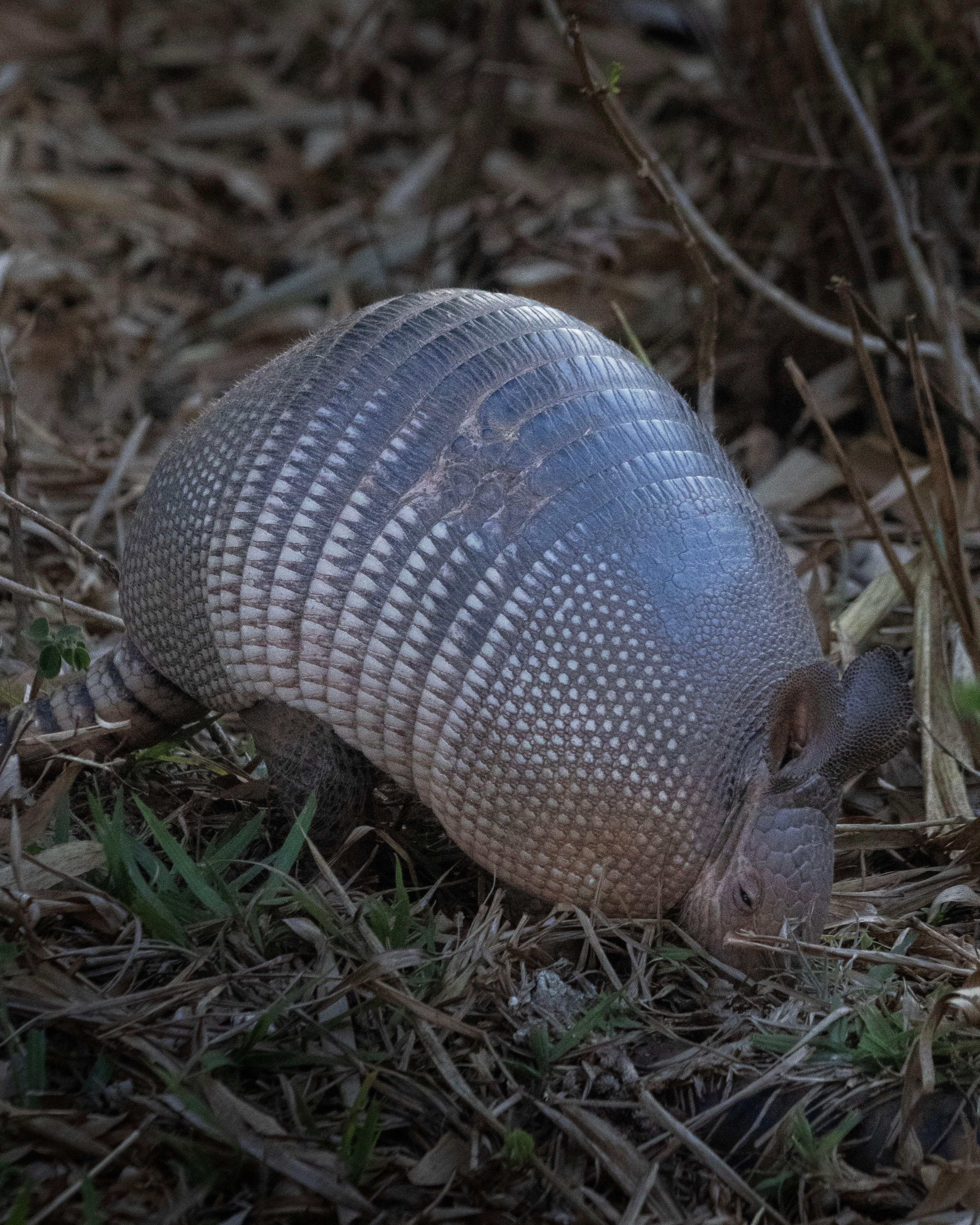 Armadillo Photos, Download The BEST Free Armadillo Stock Photos & HD Images