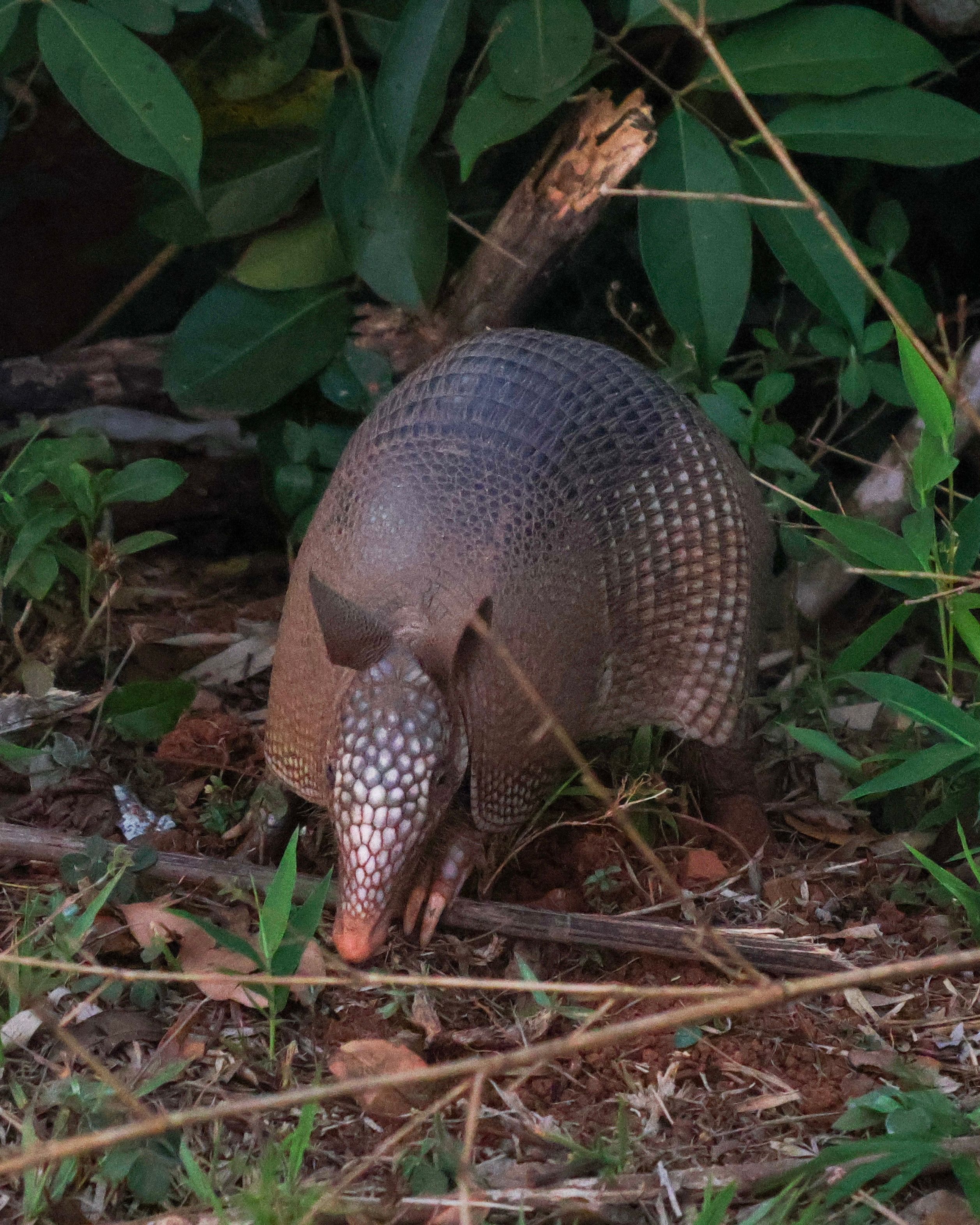 Armadillo in the wild · Free Stock Photo