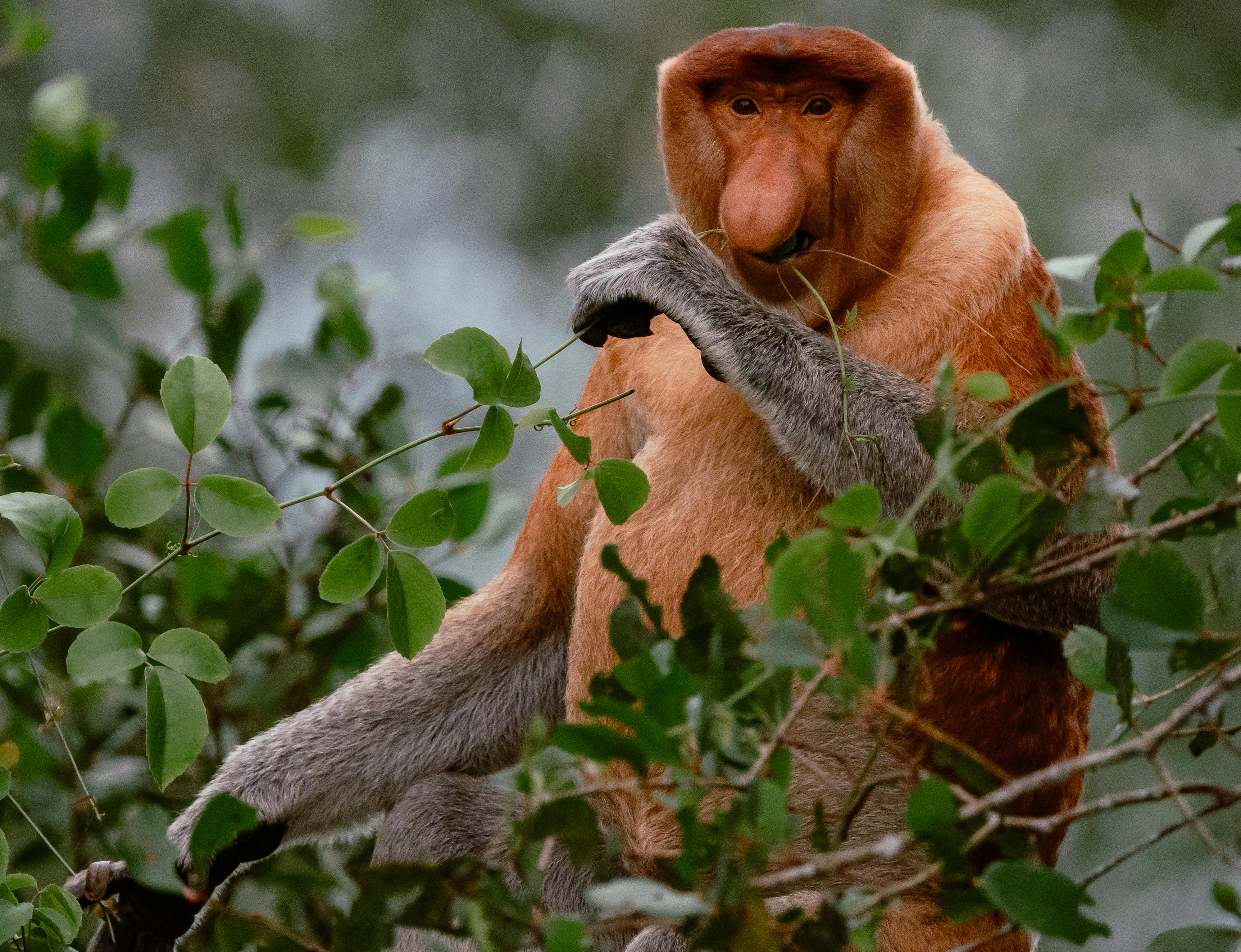 A probosus monkey sits on a branch in the trees · Free Stock Photo