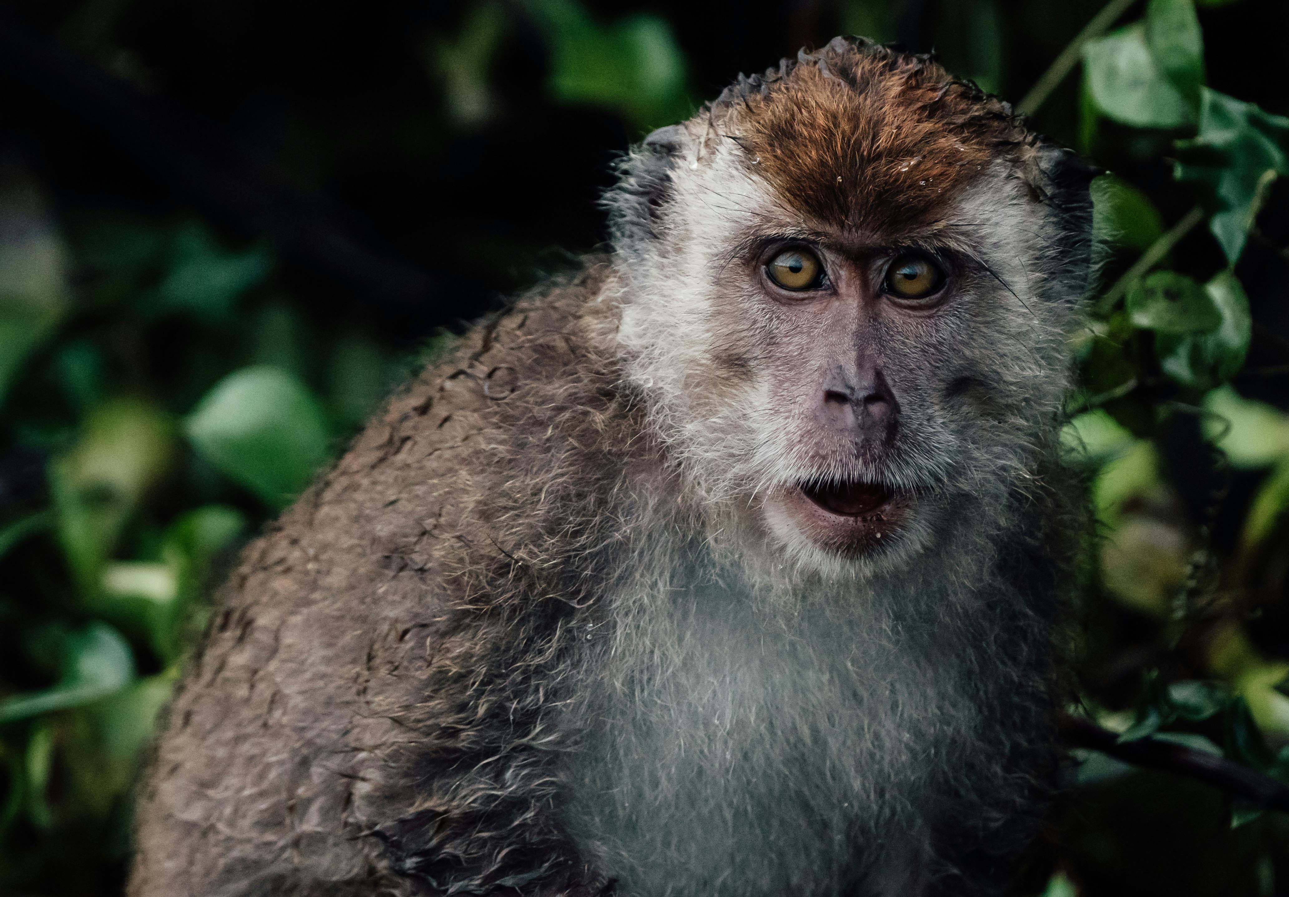 Small monkey screaming in zoo · Free Stock Photo