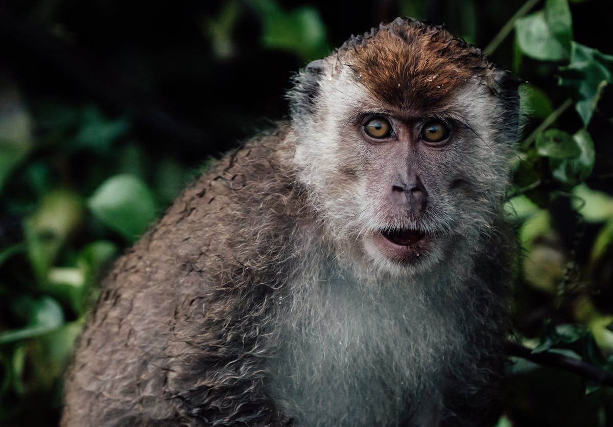 Big Eye Monkey Photos, Download The BEST Free Big Eye Monkey Stock ...