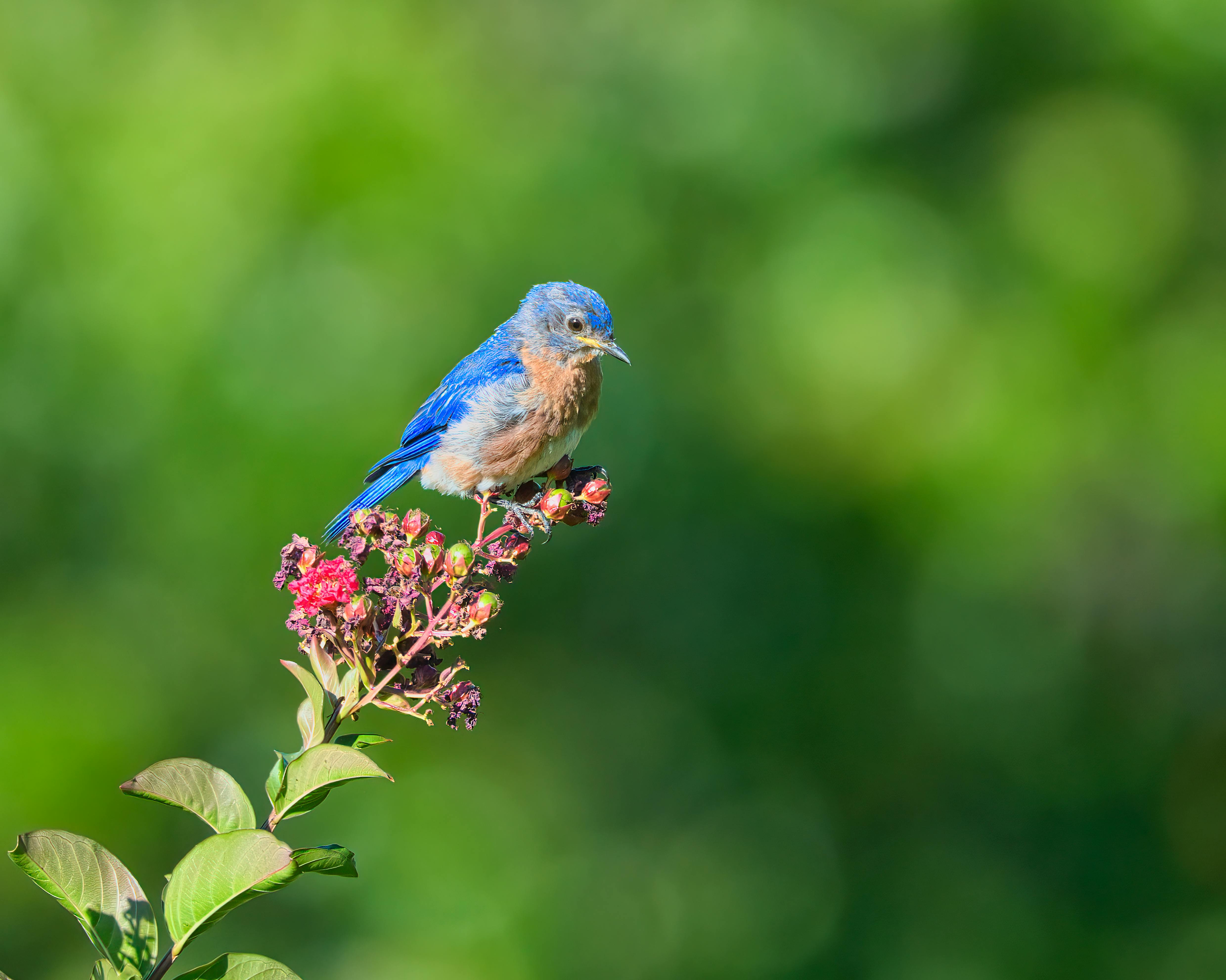 Male Eastern Bluebird · Free Stock Photo