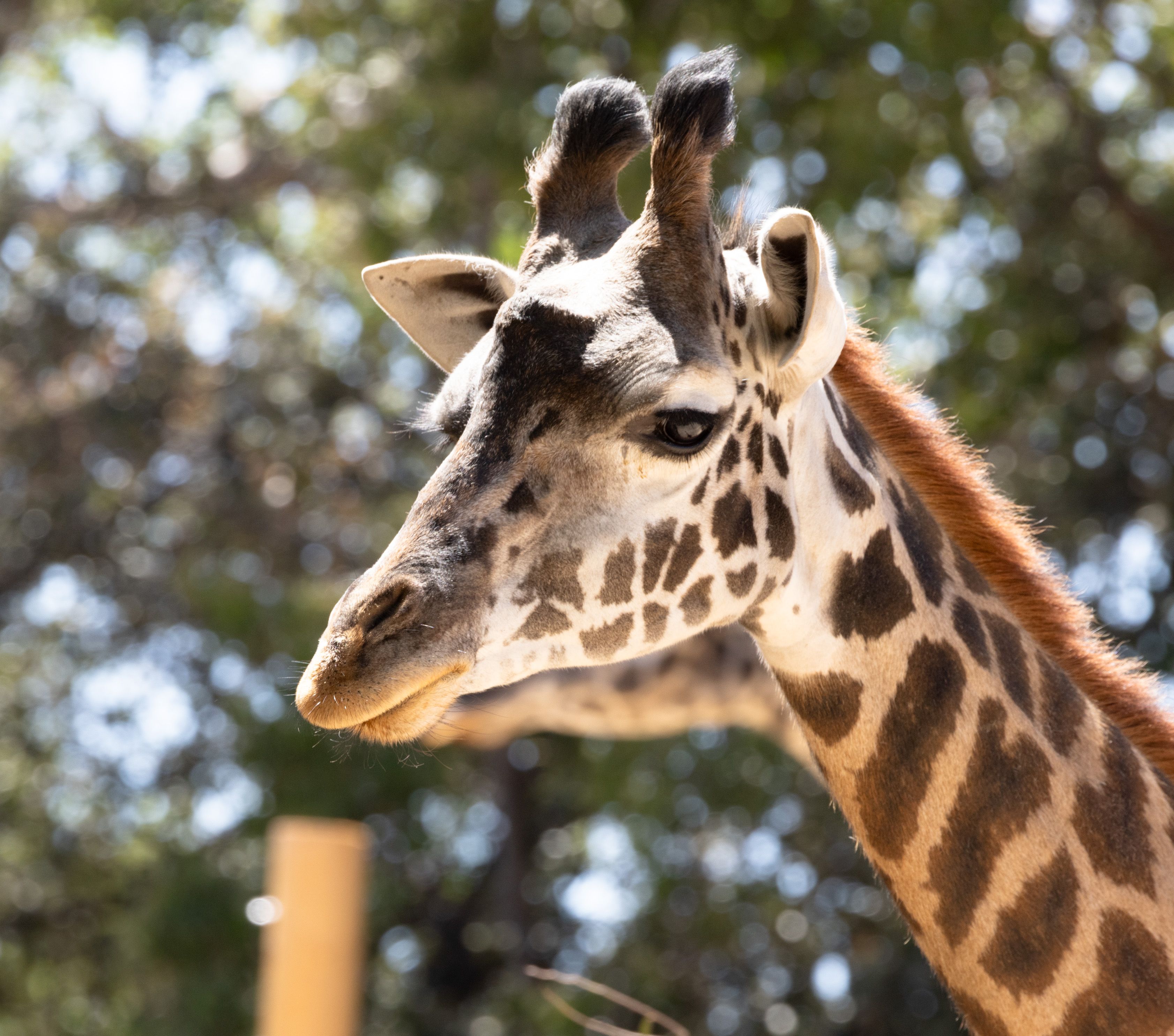 A giraffe with its head turned to the side · Free Stock Photo