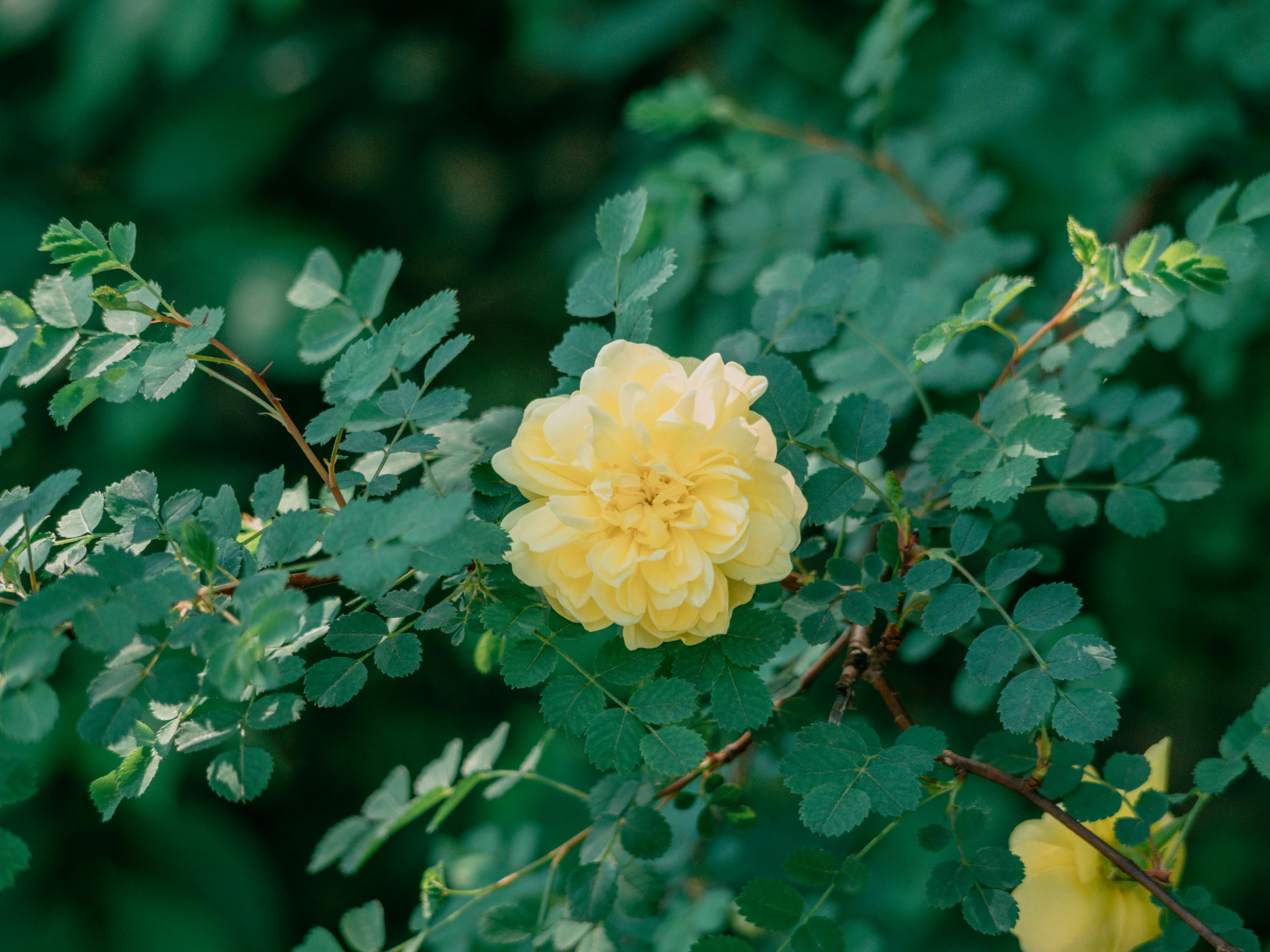 A yellow rose is growing on a bush · Free Stock Photo