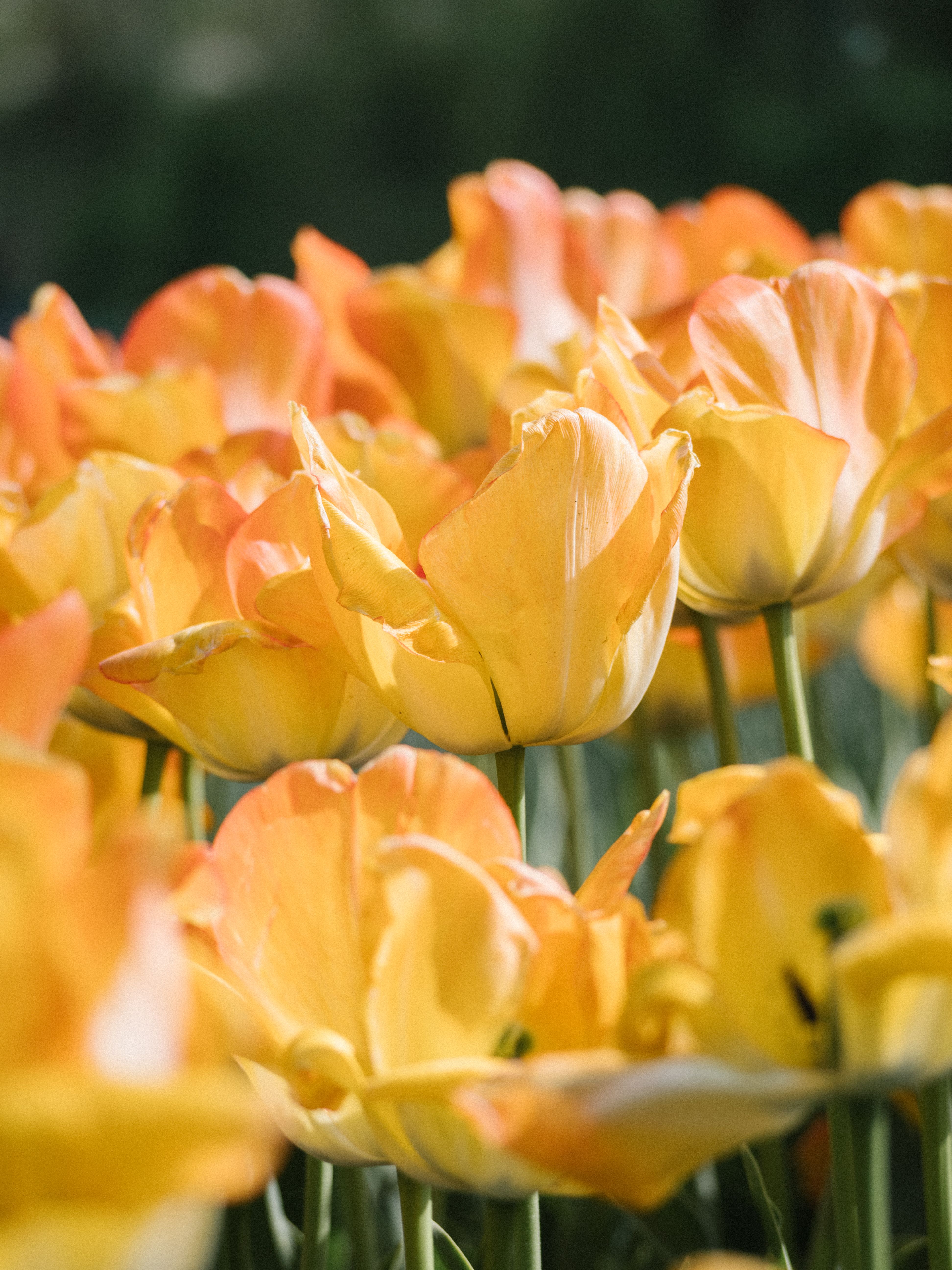 A close up of orange and yellow tulips · Free Stock Photo