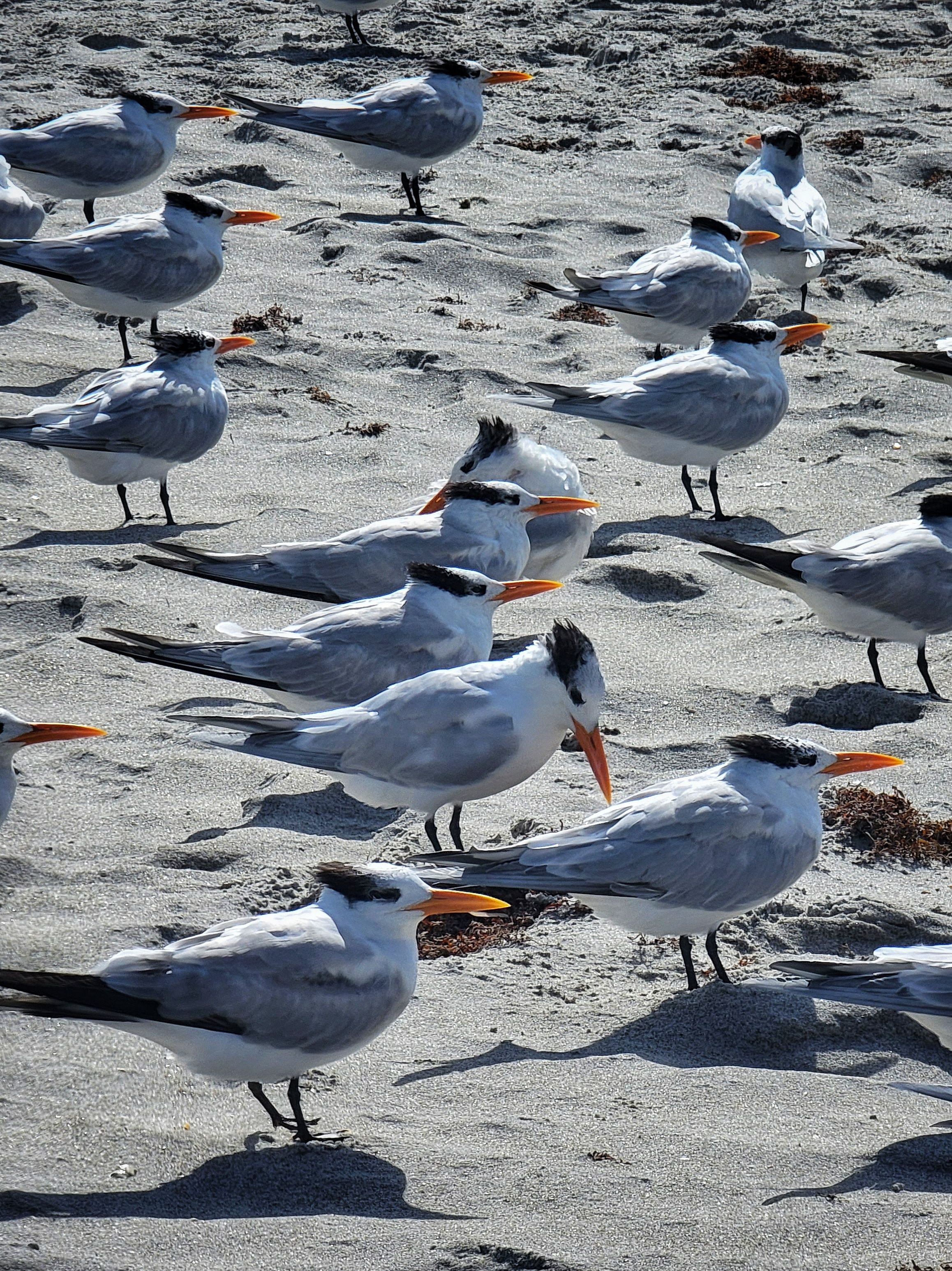 Elegant tern Birds · Free Stock Photo
