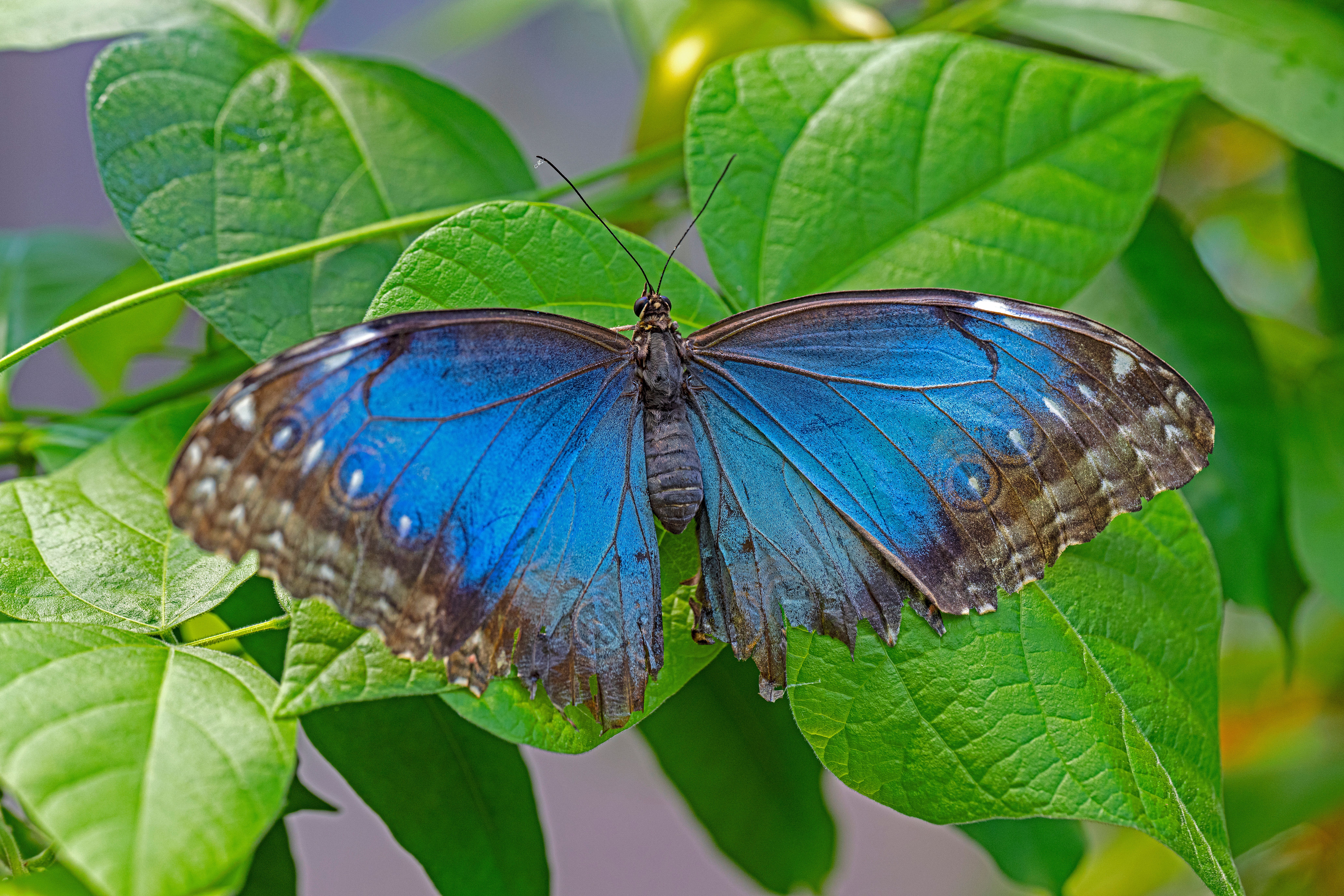Blue Morphos Photos, Download The BEST Free Blue Morphos Stock Photos ...