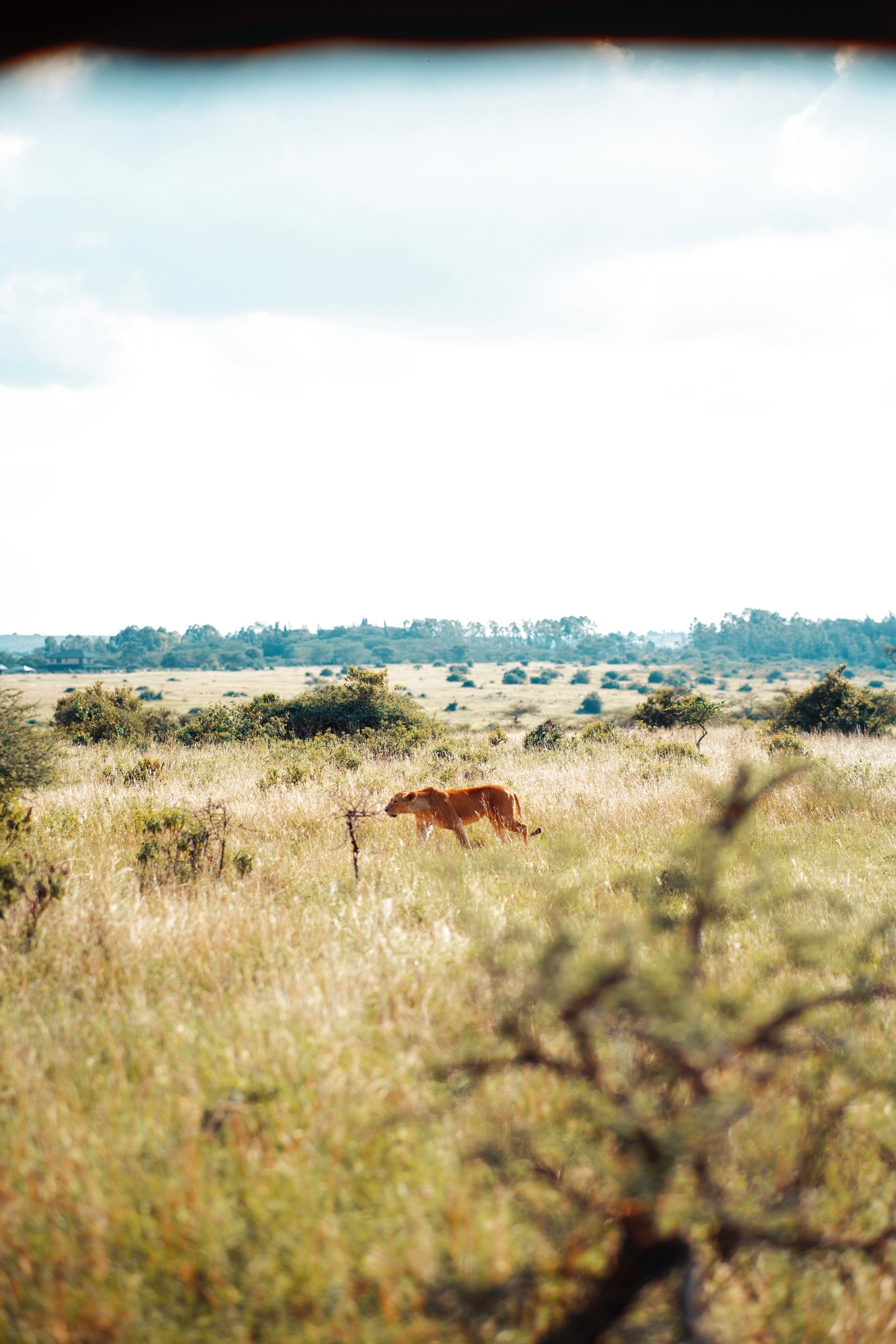 A lone animal in the grassy field · Free Stock Photo