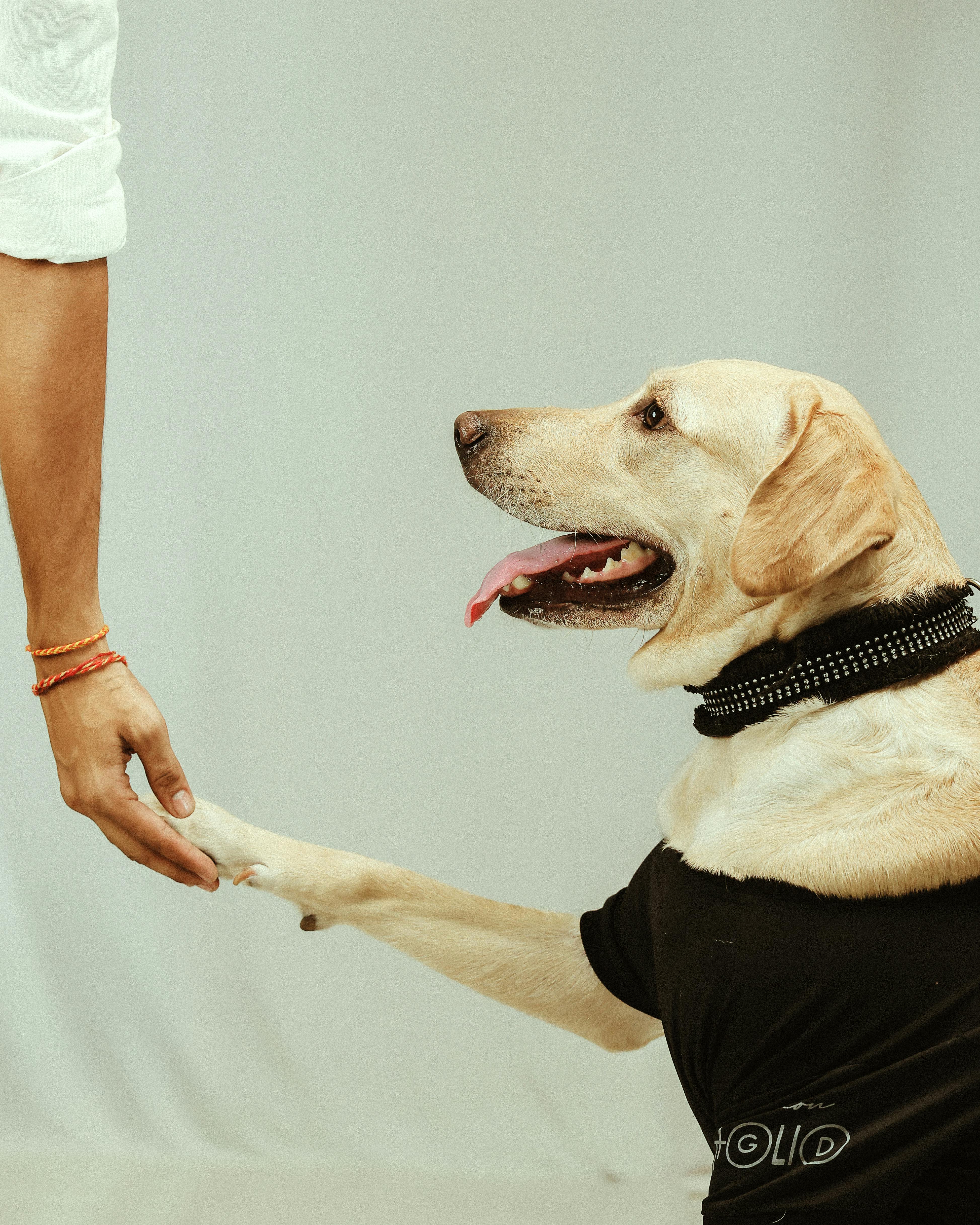 Light Brown Labrador Retriever Dog in Black Shirt Dog Giving Paw · Free ...