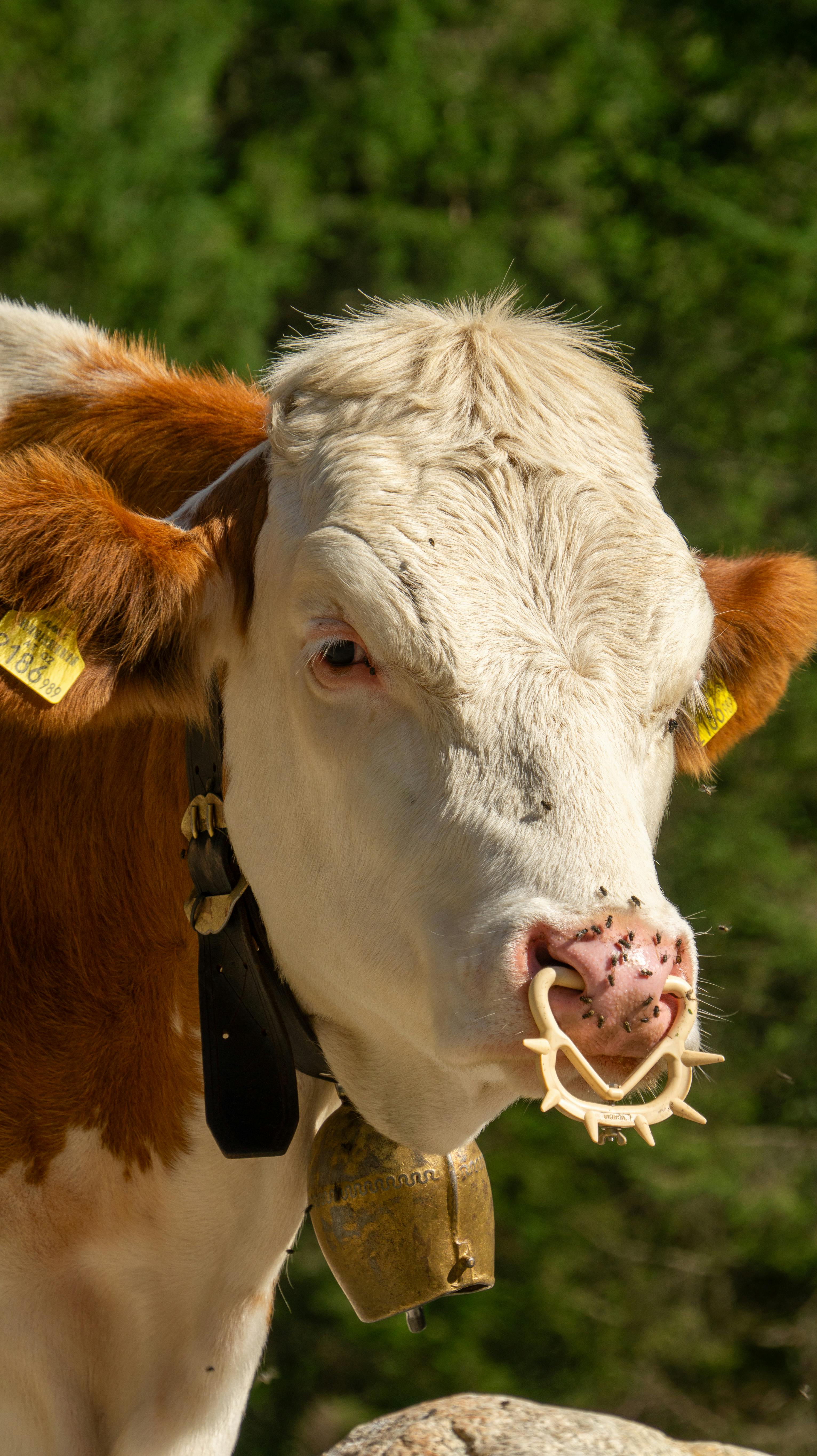 Cow Ring Photos, Download The BEST Free Cow Ring Stock Photos & HD Images