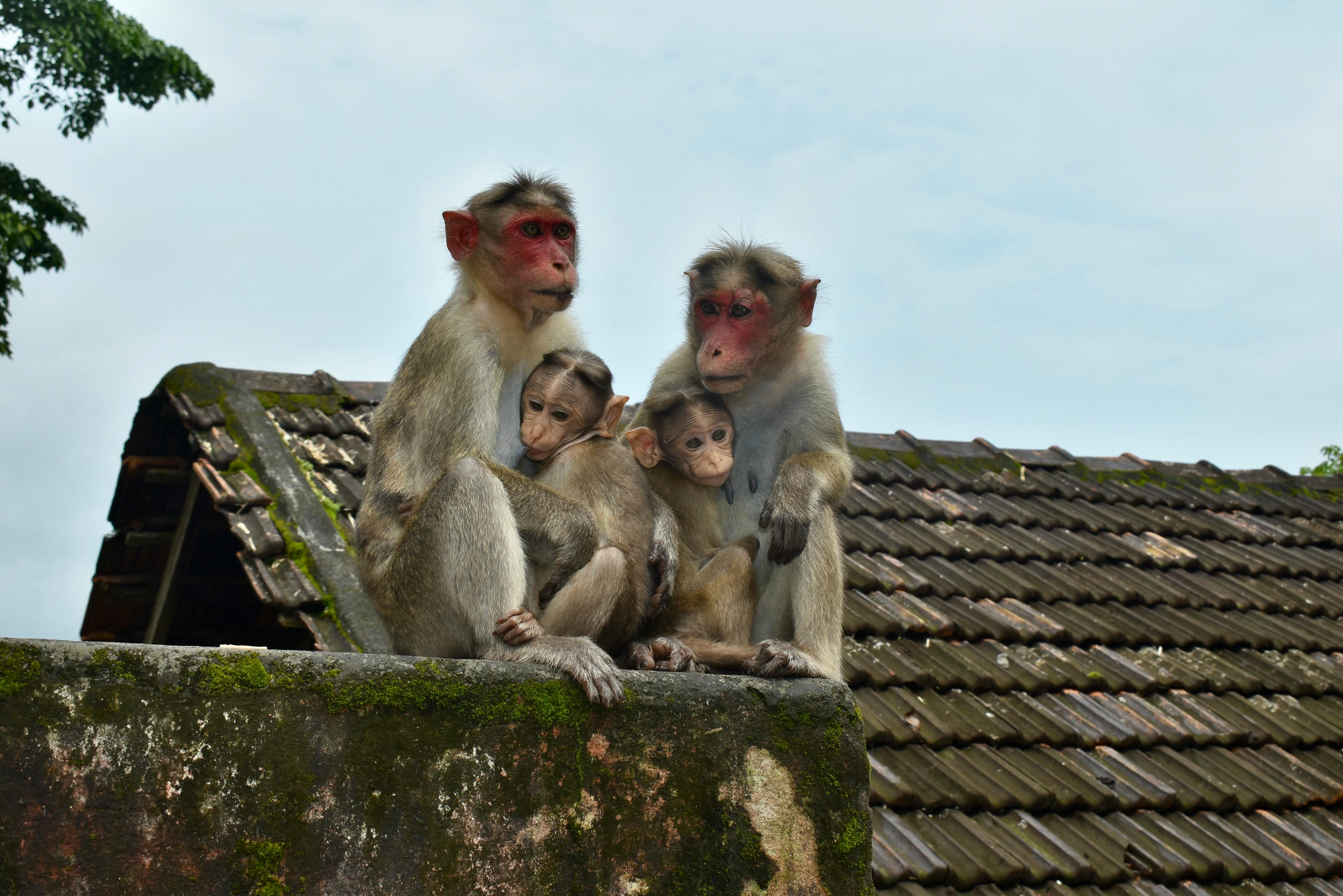 3 Monkeys on Brown Wooden Palette · Free Stock Photo