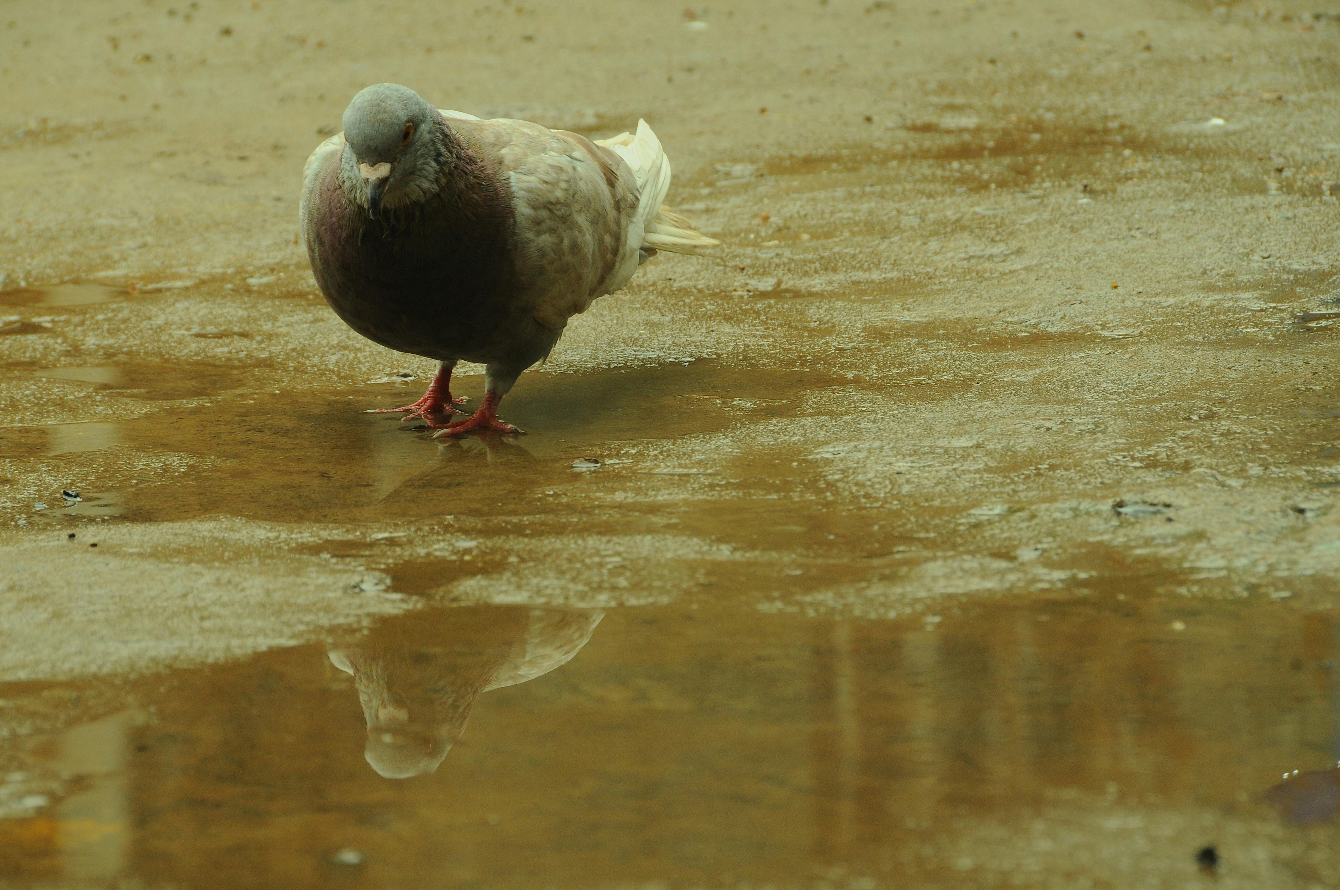 Pigeon Standing by a Water Puddle Reflecting Itself · Free Stock Photo