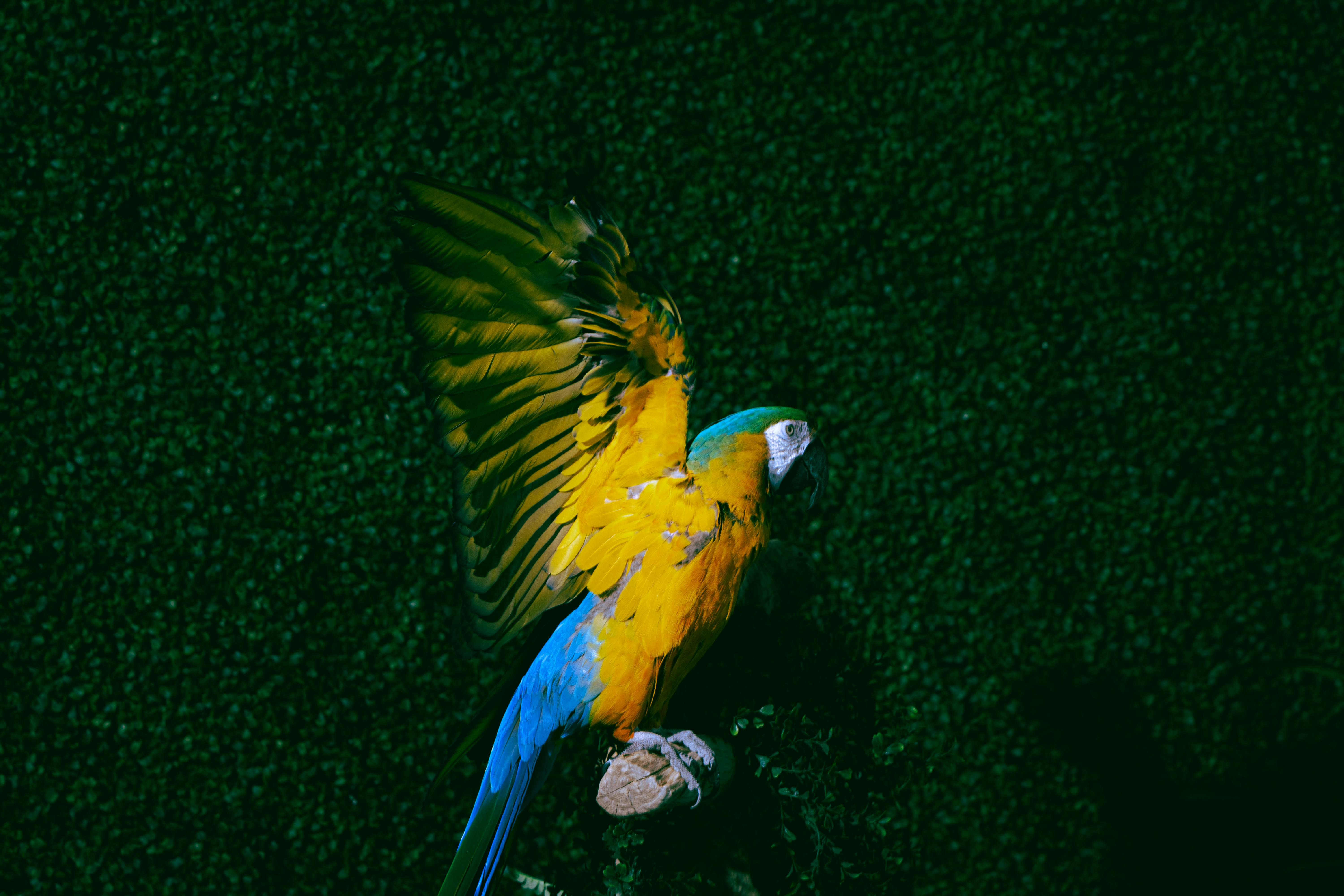 Photo of Yellow and Blue Macaw With One Wing Open Perched on a Wooden ...