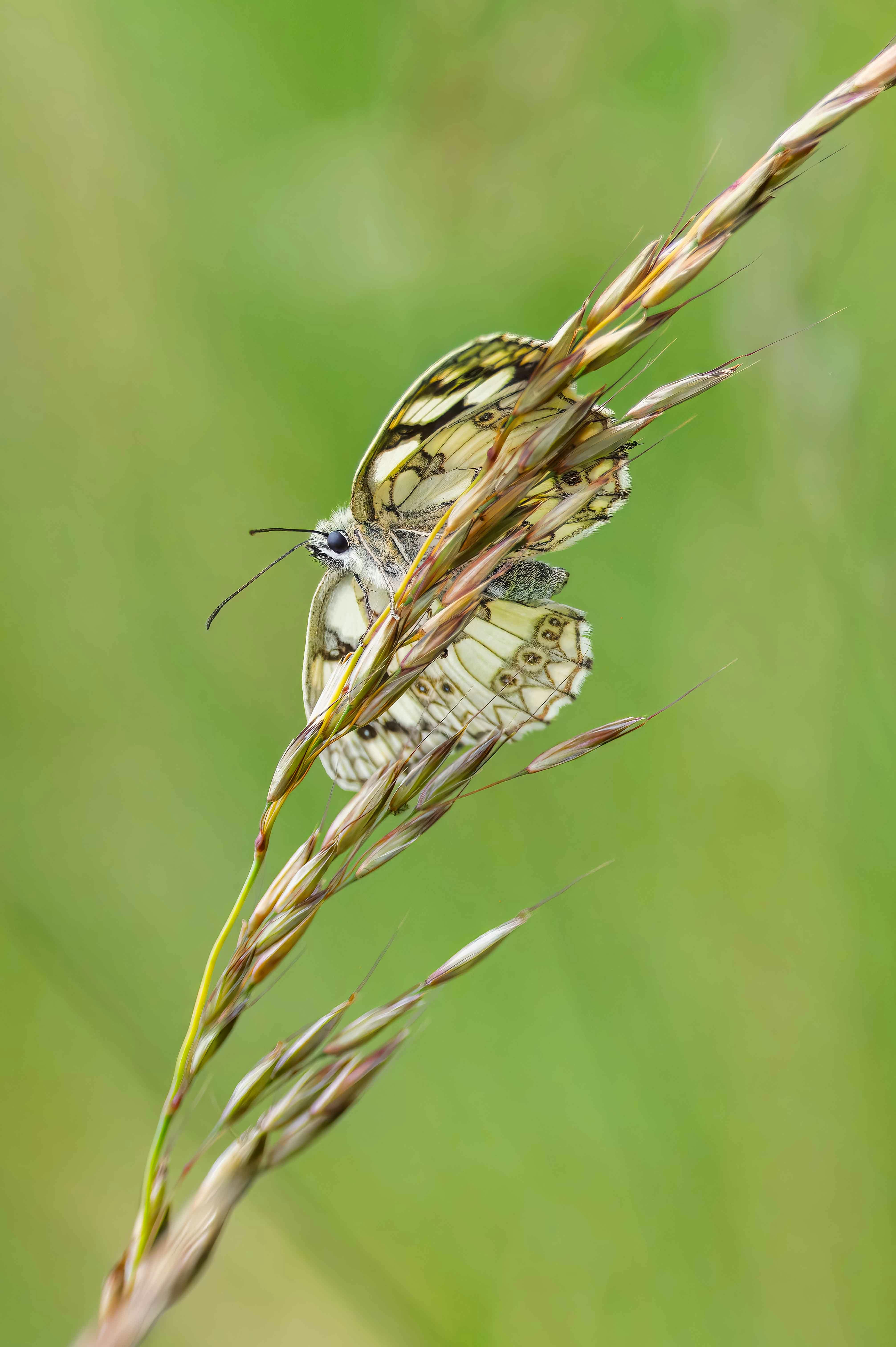 Butterfly Phases Photos, Download The BEST Free Butterfly Phases Stock ...