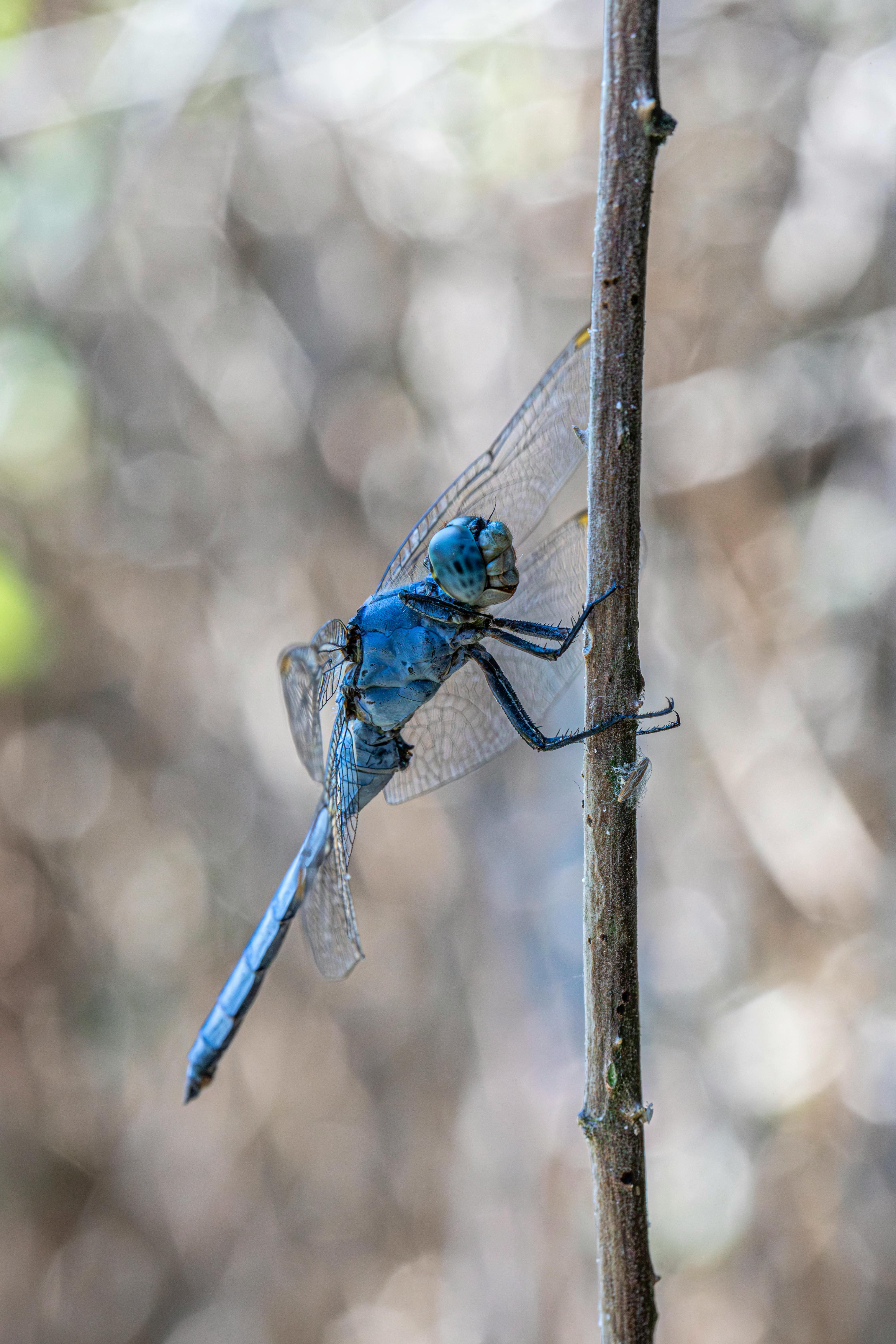 Insect Predation Photos, Download The BEST Free Insect Predation Stock ...