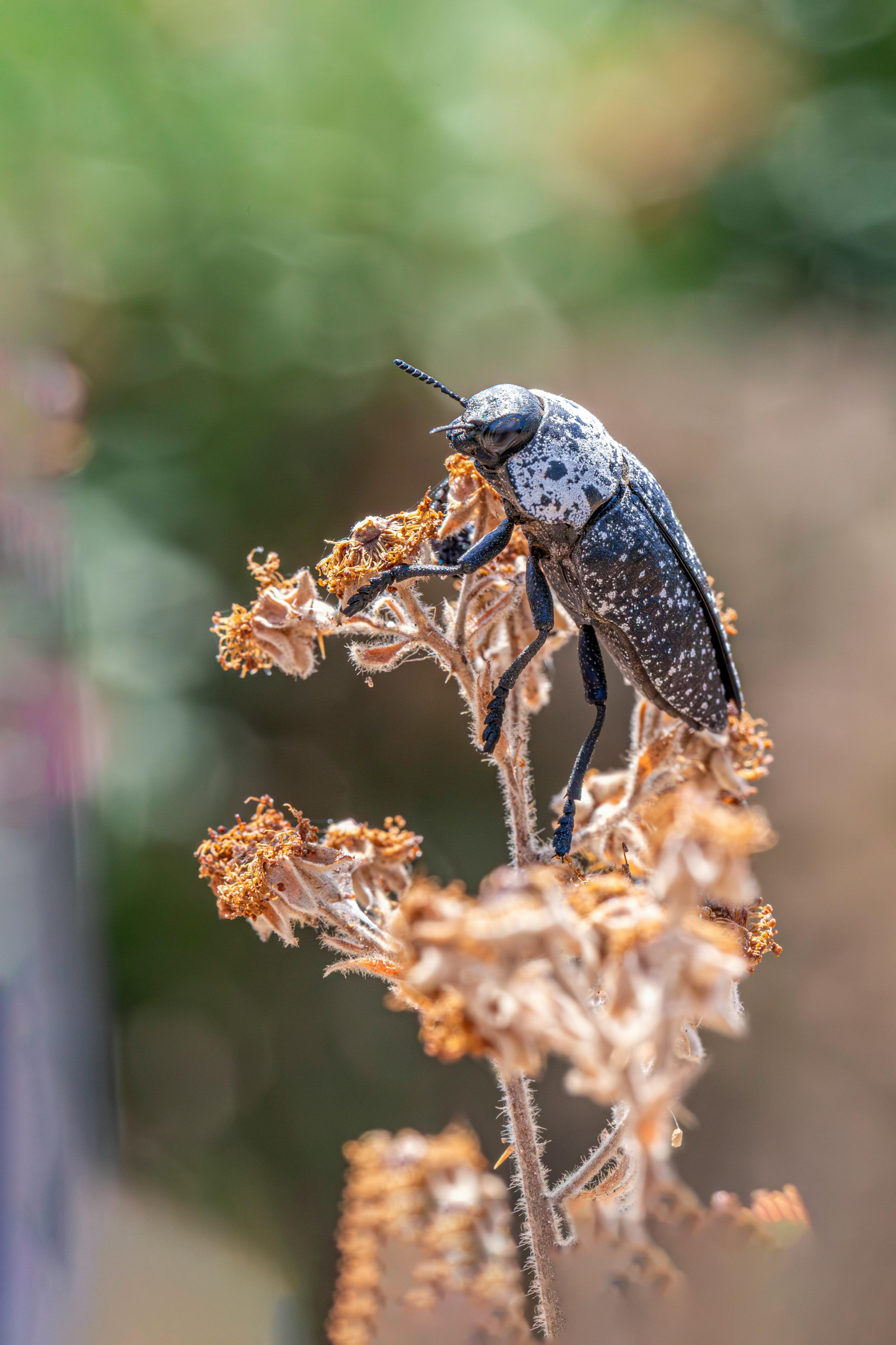 Click Mechanism Photos, Download The BEST Free Click Mechanism Stock ...