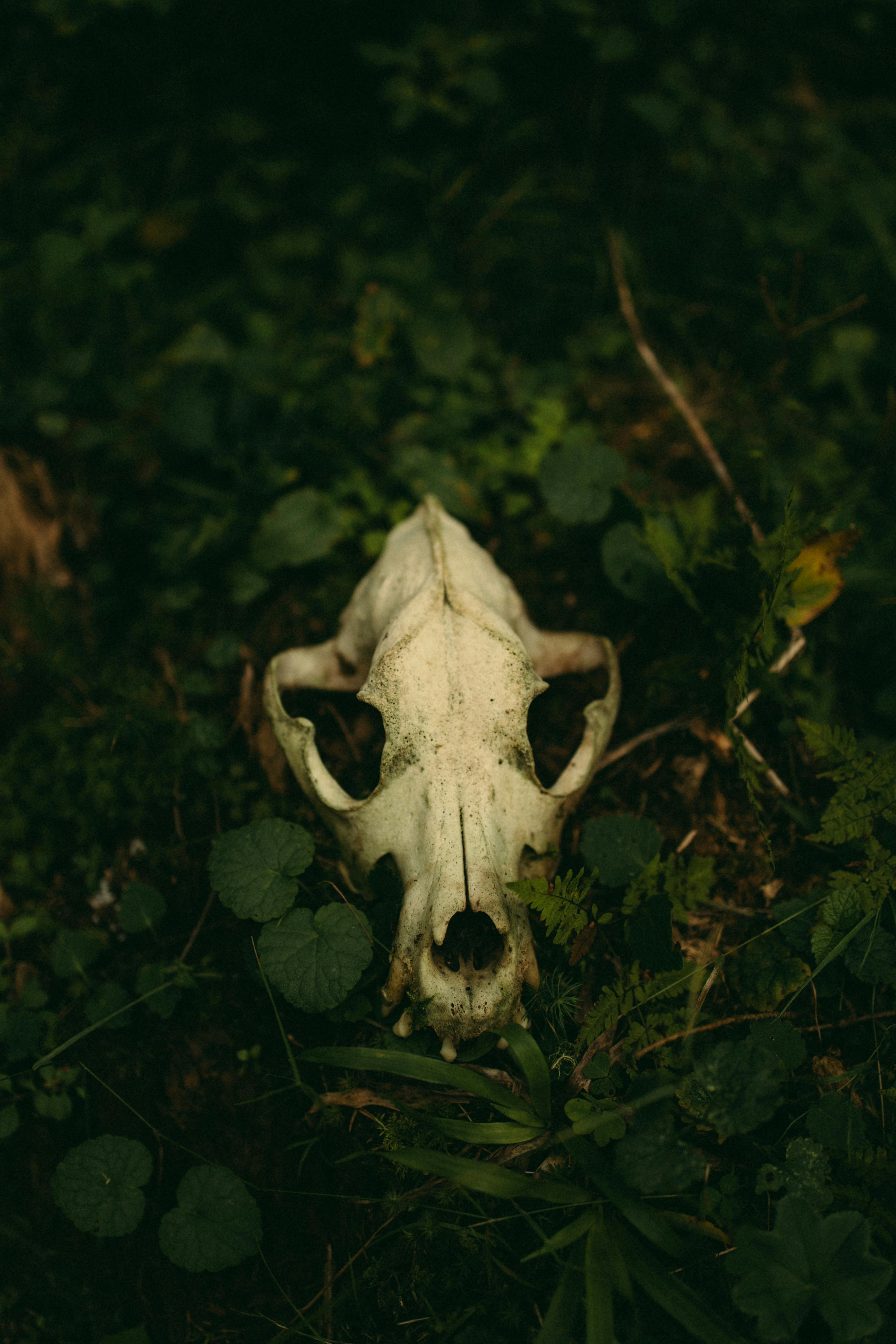 A skull in the middle of the woods · Free Stock Photo