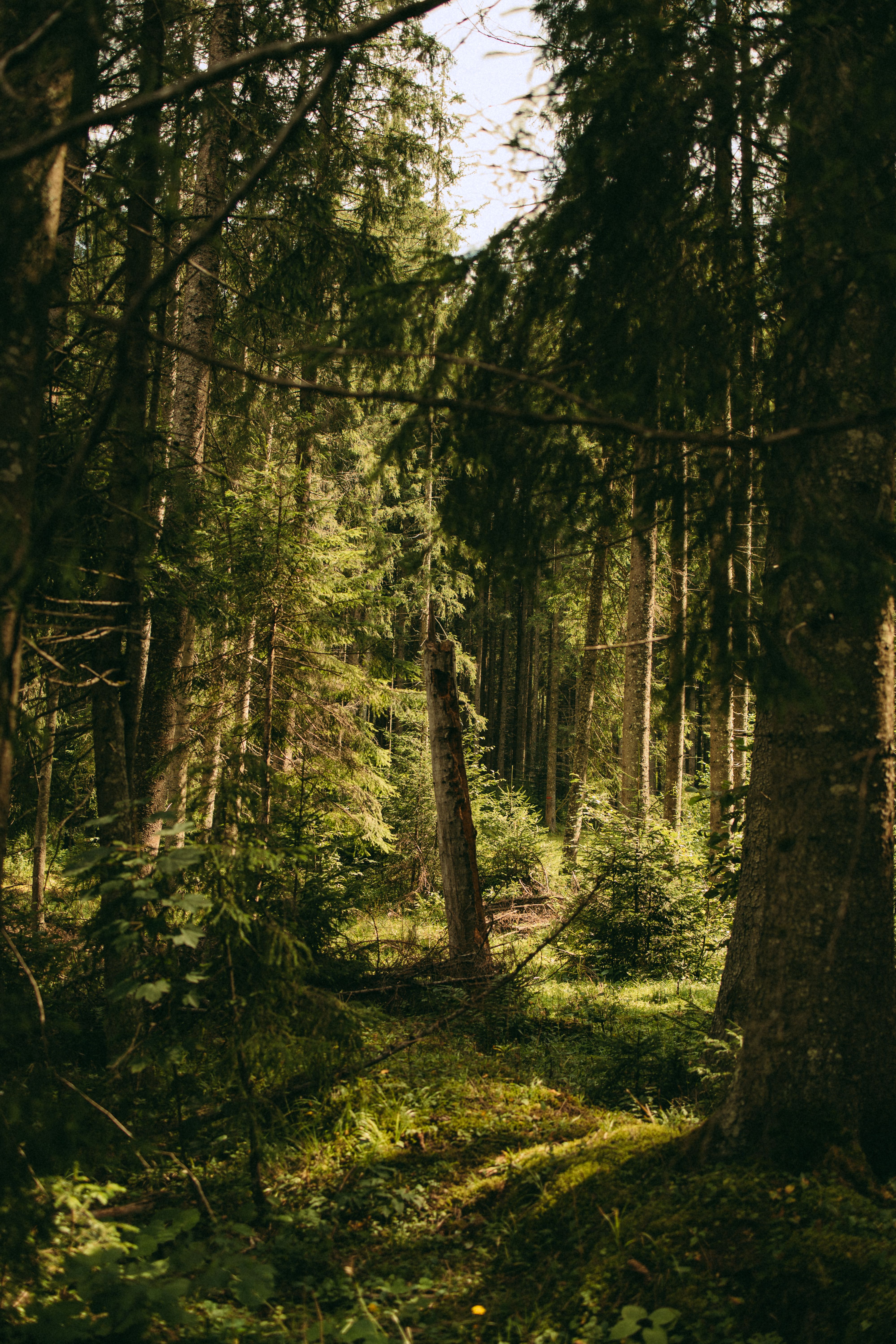 Grass Fields in the Forest · Free Stock Photo
