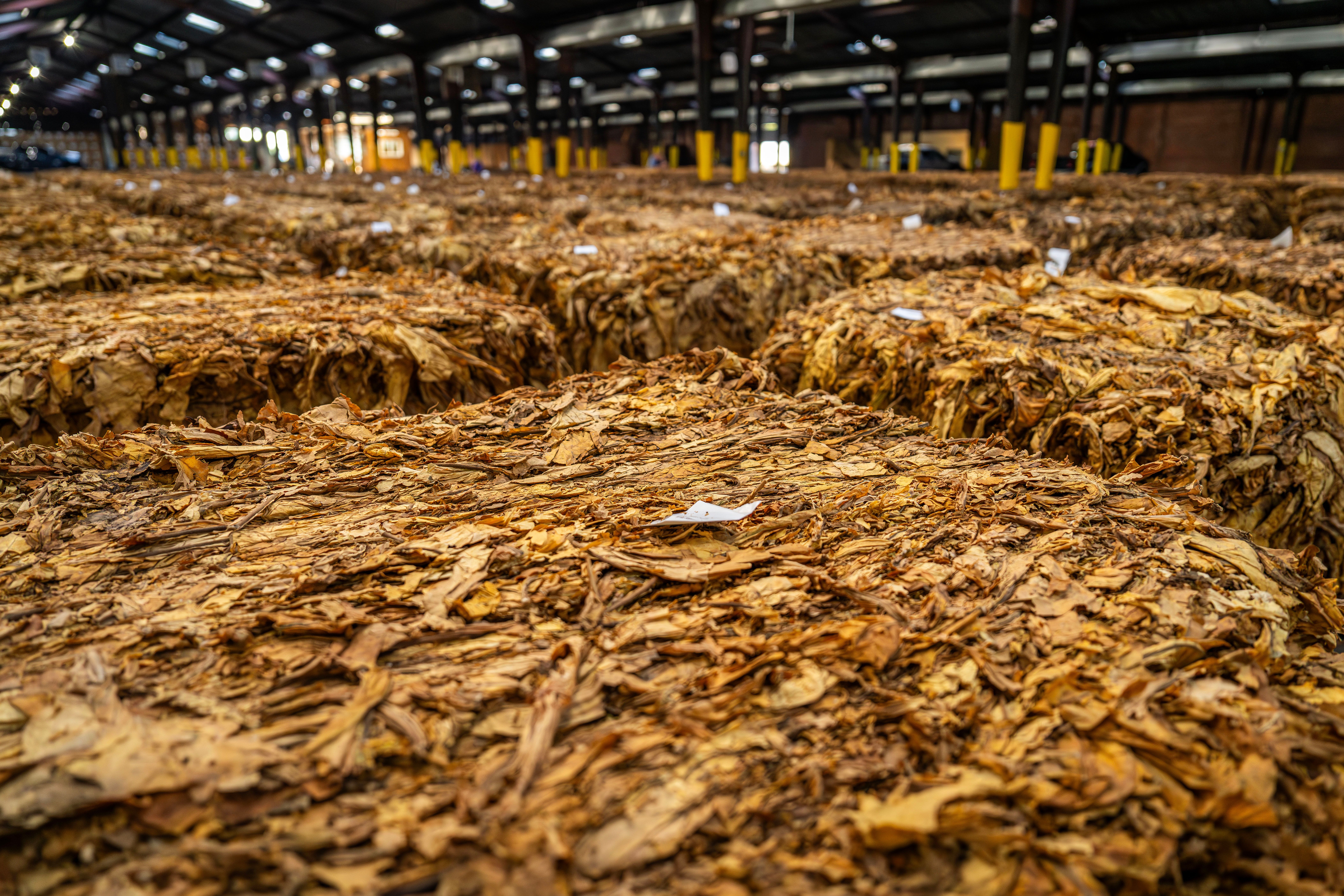 A warehouse full of tobacco leaves · Free Stock Photo
