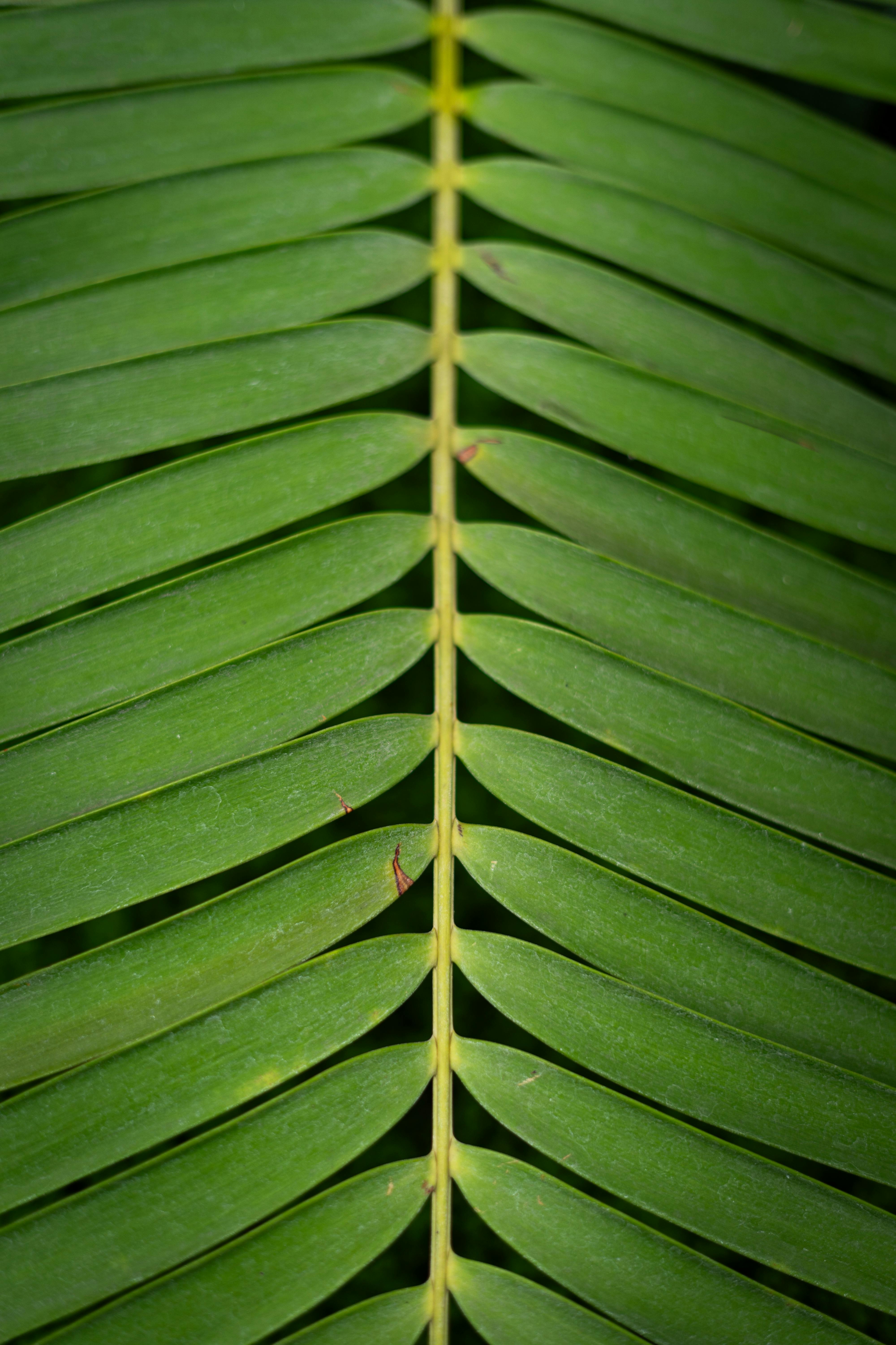 Foto stok gratis tentang alam, bersemangat, bioma, botani, daun, daun ...