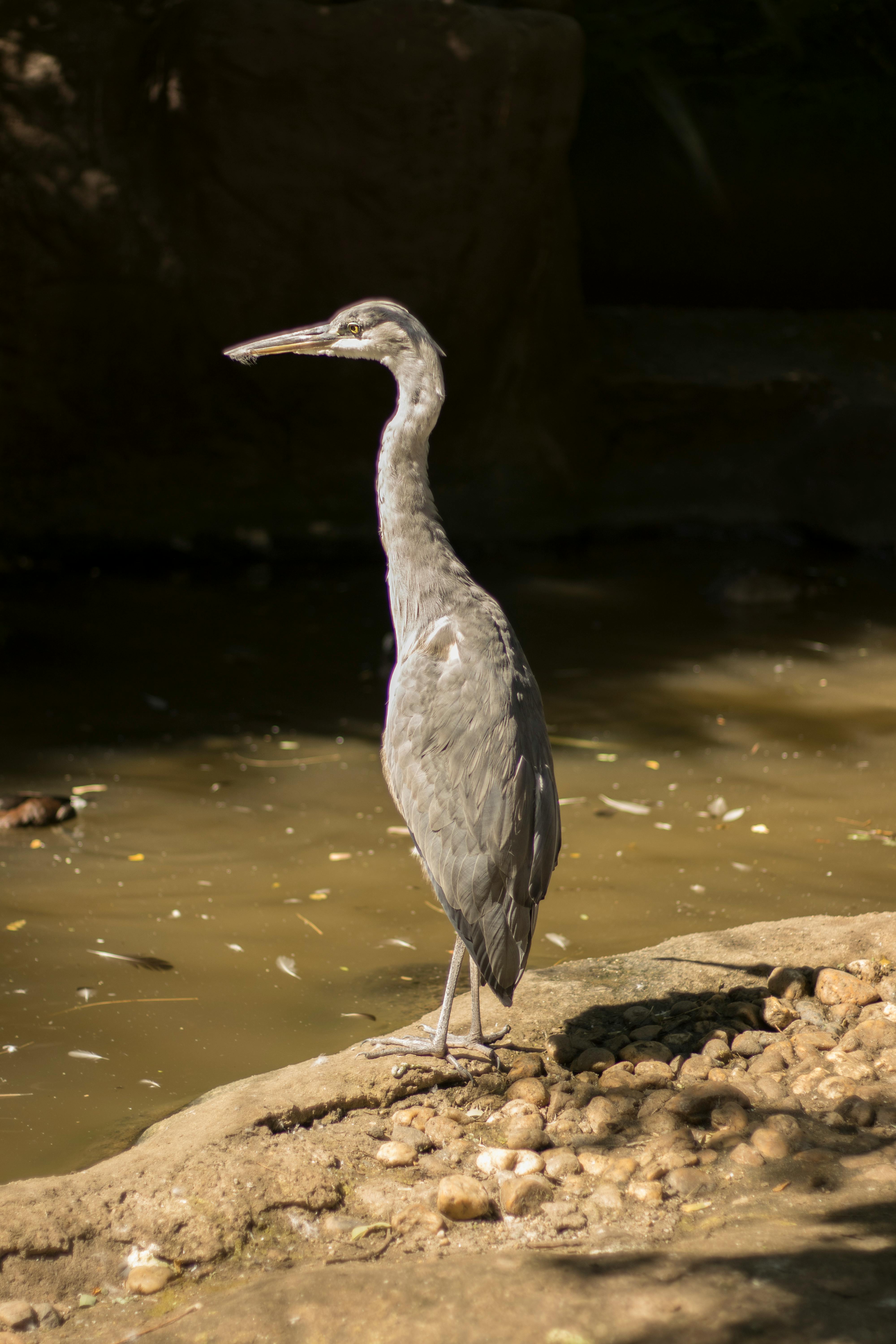 White and Grey Feather Bird Perch on Stone Near Body of Water during ...