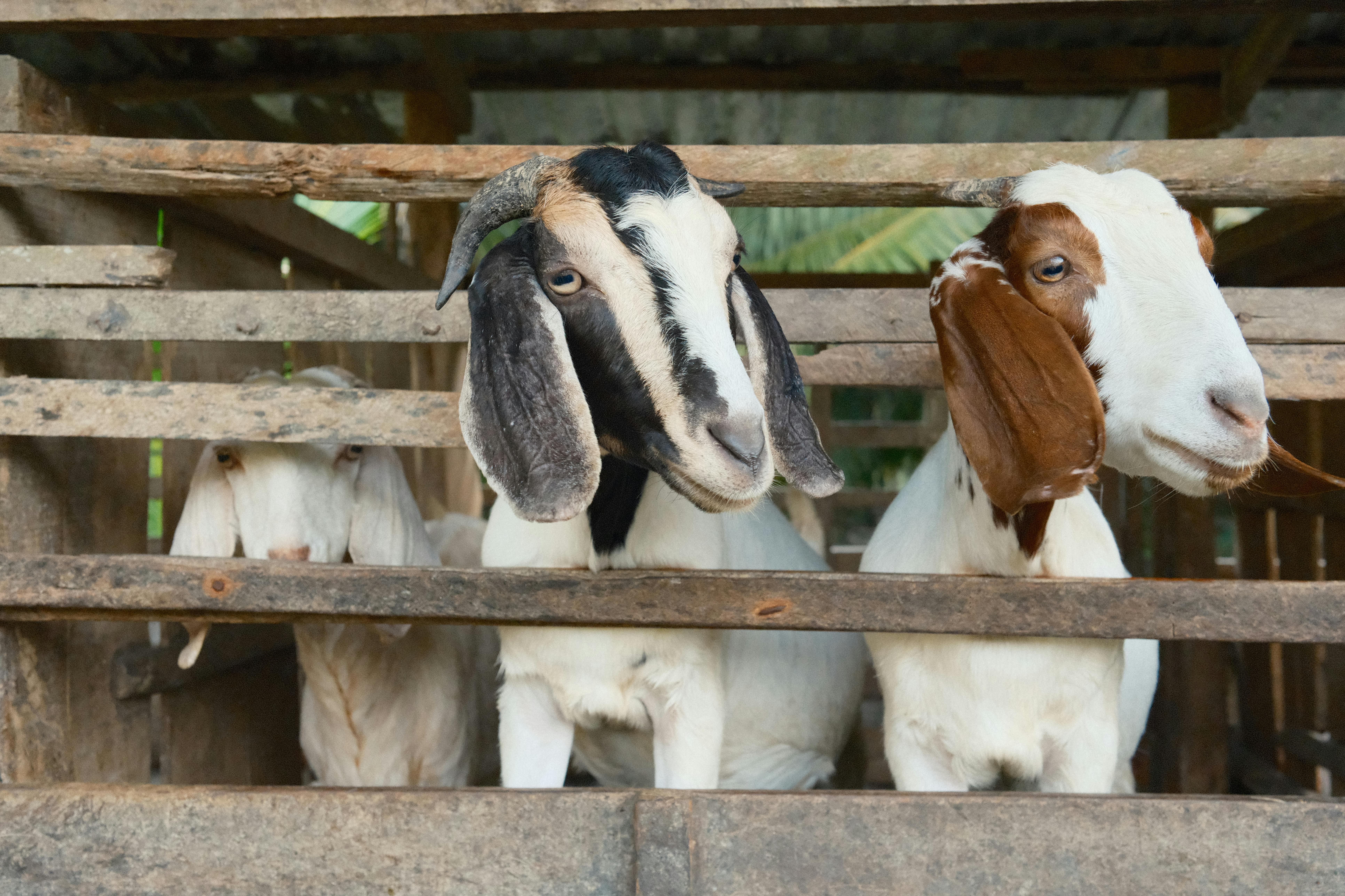 Three goats are looking out of a wooden crate · Free Stock Photo