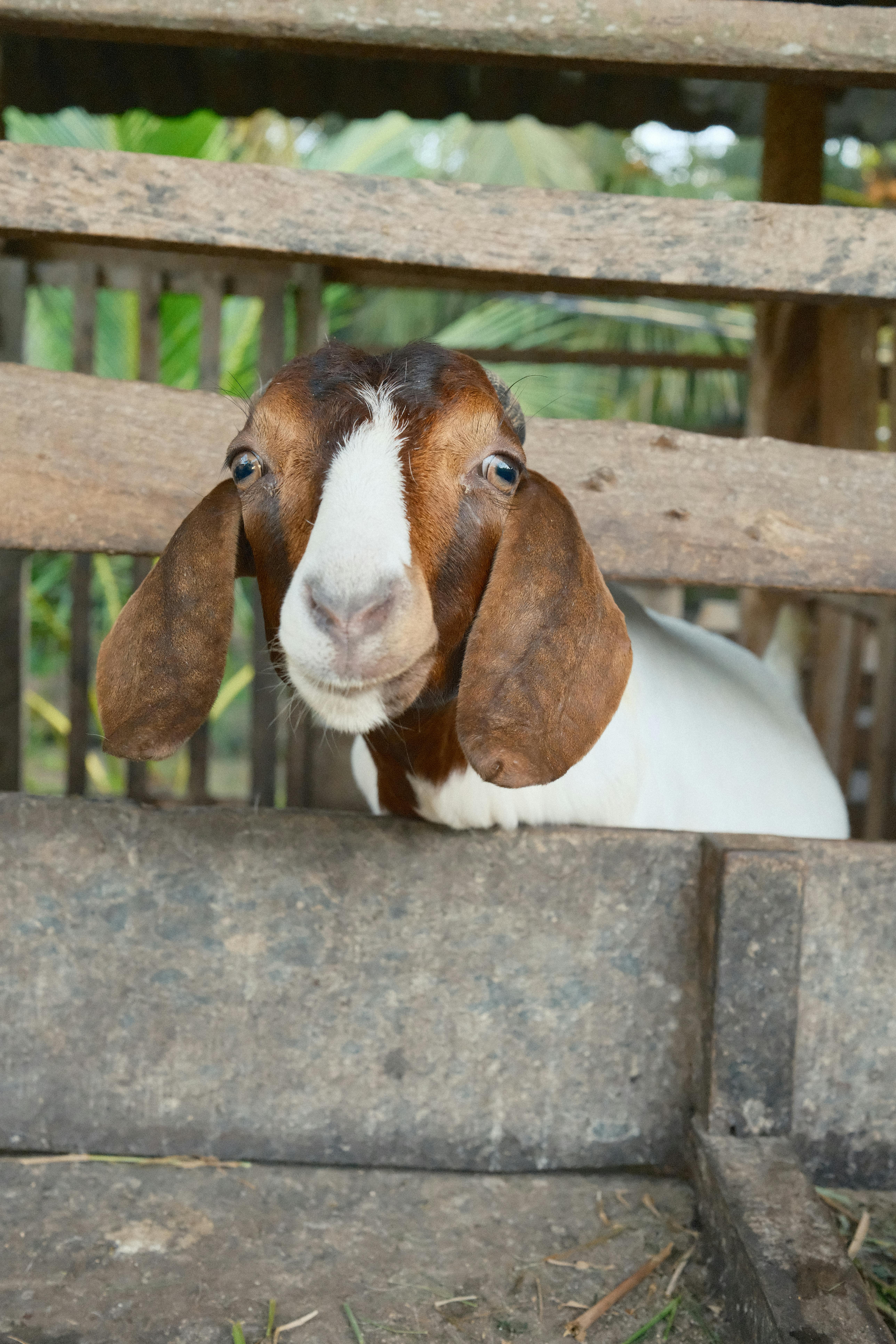 A goat is looking out of a wooden crate · Free Stock Photo